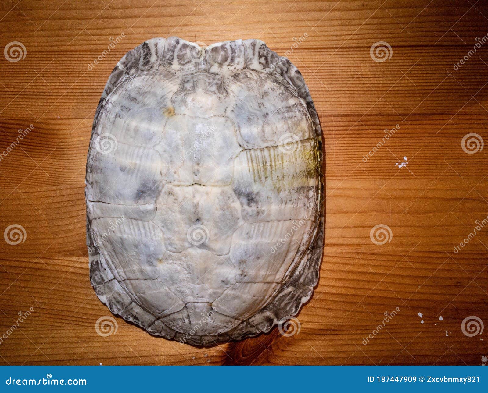 Turtle Shell, Texture, Specifications, Patterns, Ocean, Creatures ...