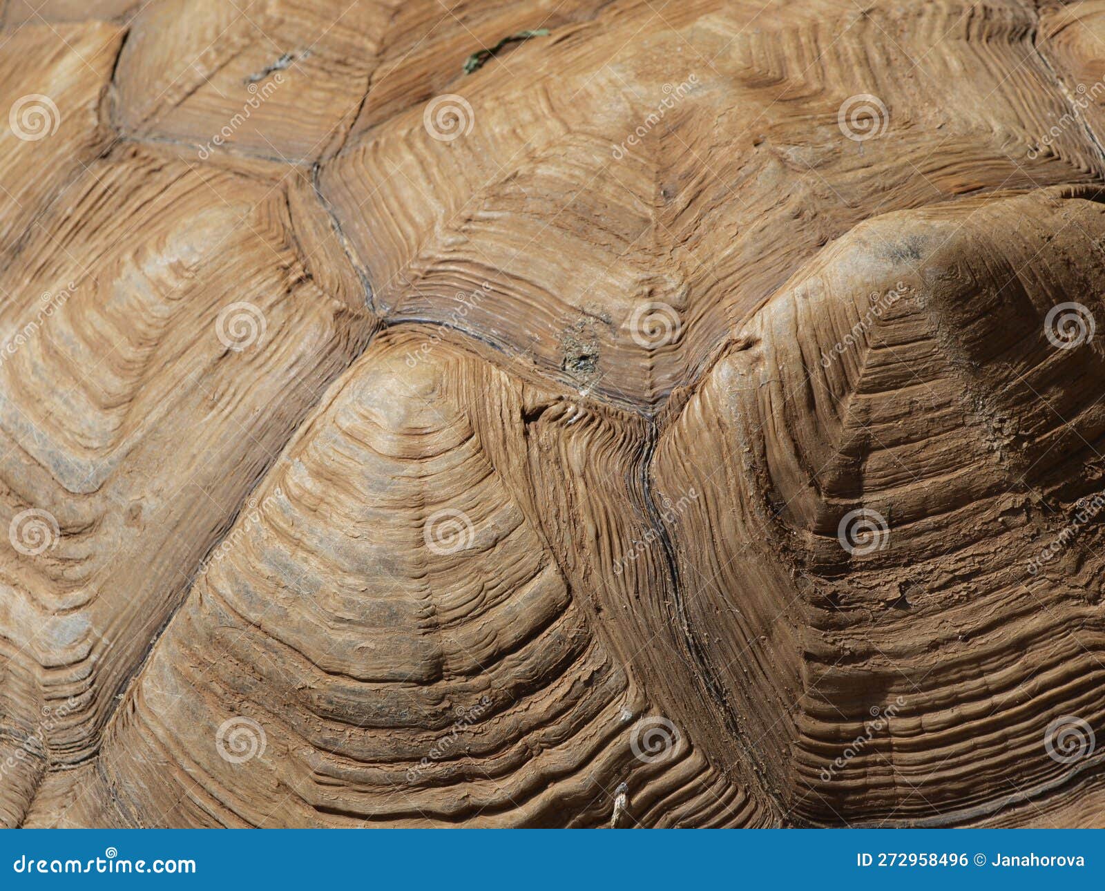 Turtle shell texture stock photo. Image of earthy, grooved - 272958496