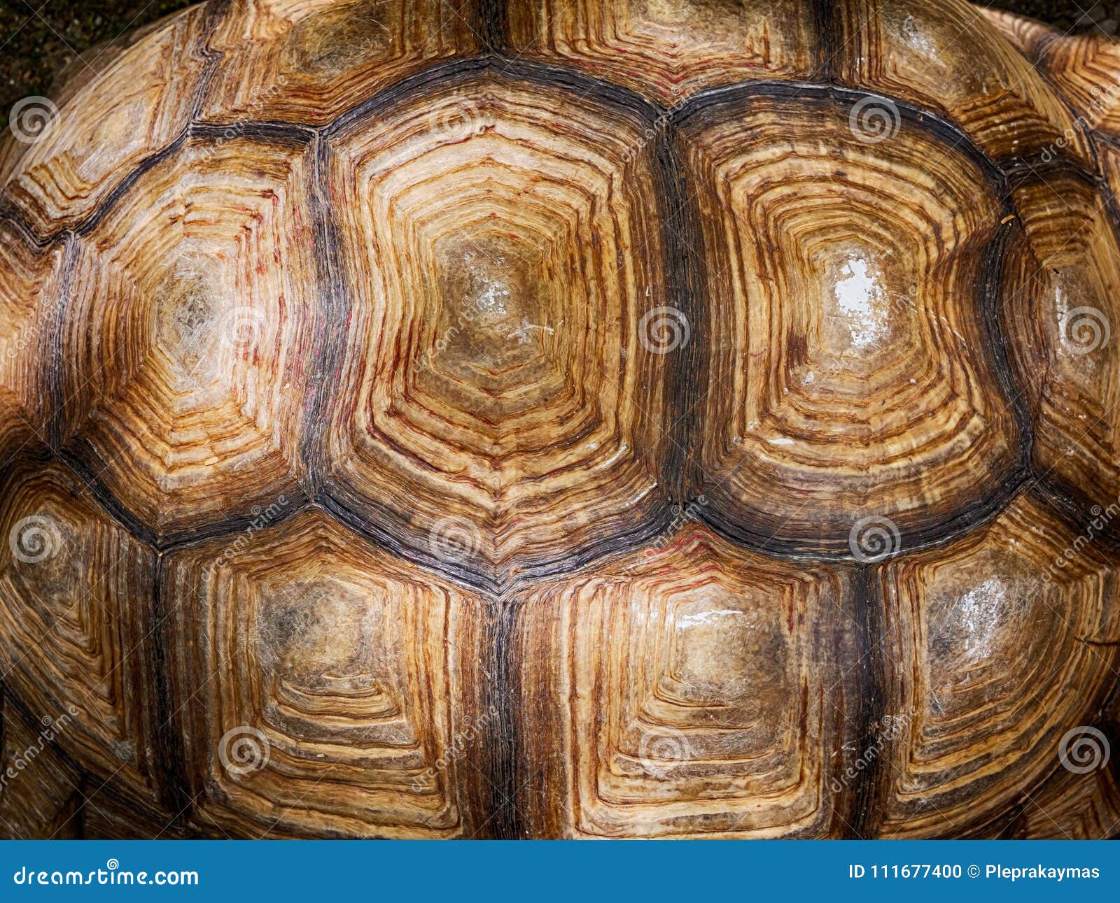 Tortoise Shell Background