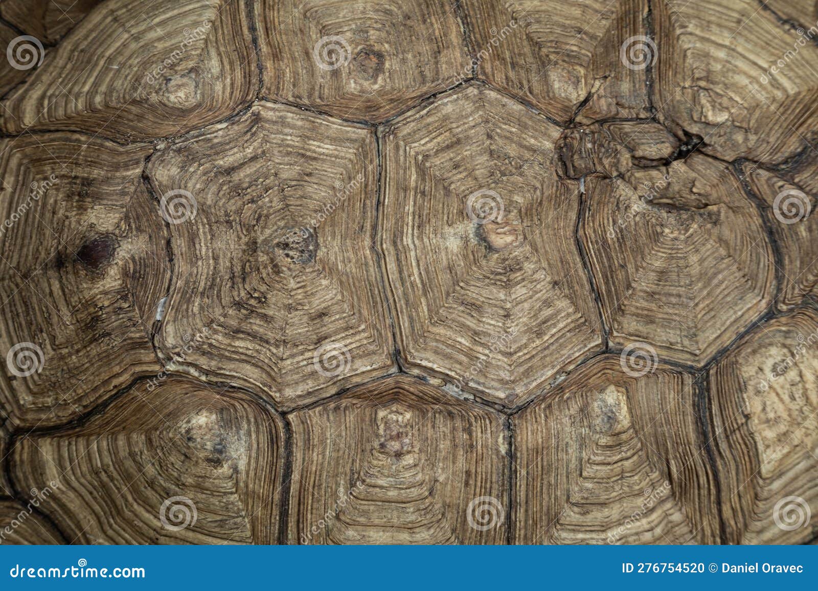 Turtle Shell, Top View Background Stock Photo - Image of protection ...