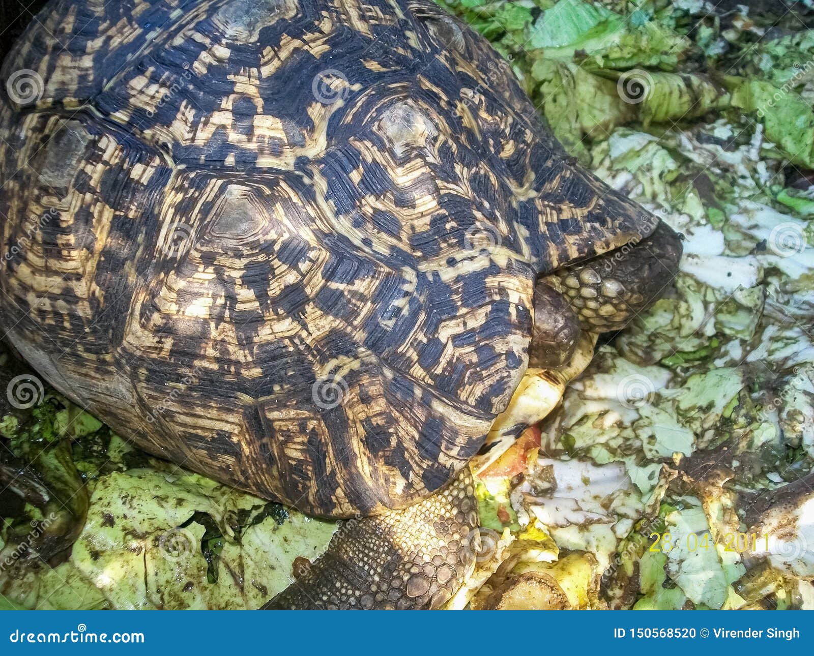 Turtle in Shell stock photo. Image of green, black, isolated - 150568520