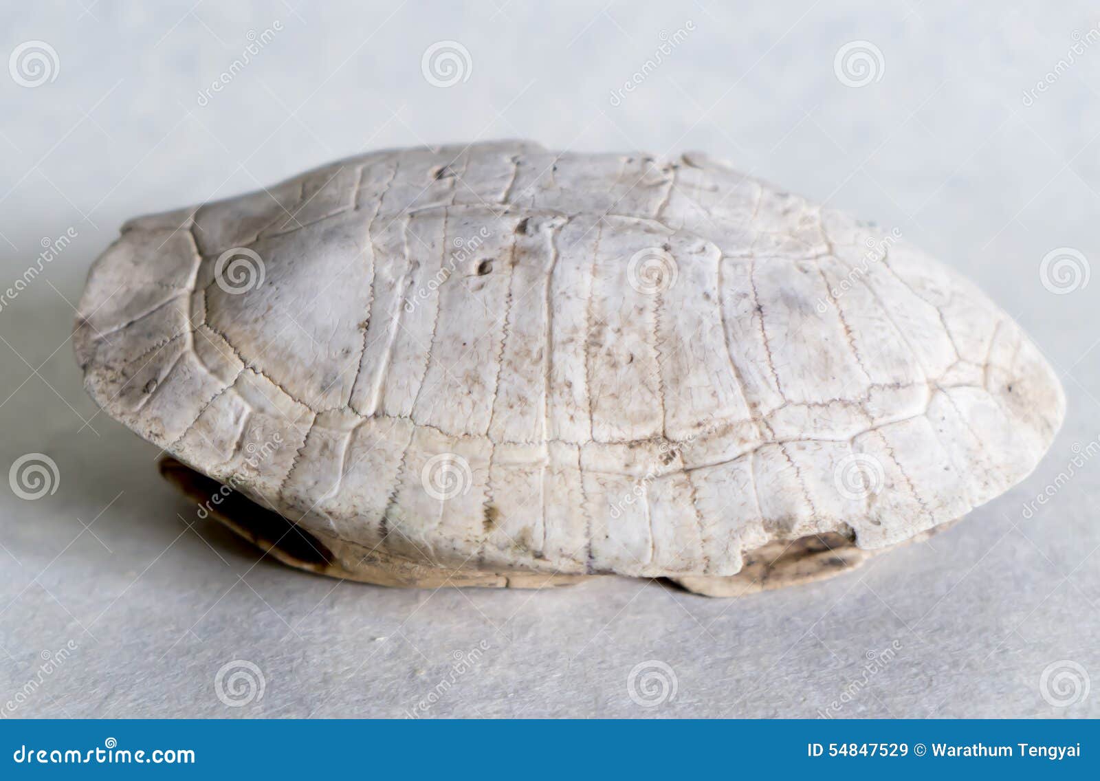 Turtle shell stock image. Image of animal, dead, symbol - 54847529