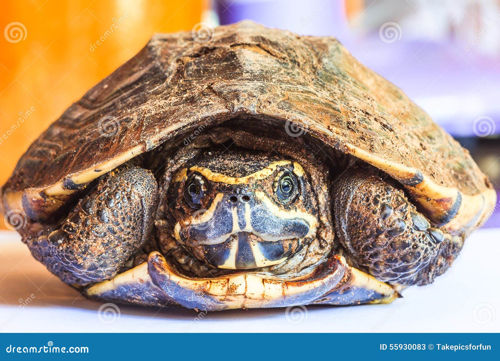 Turtle in the shell stock image. Image of tortoise, macro - 55930083