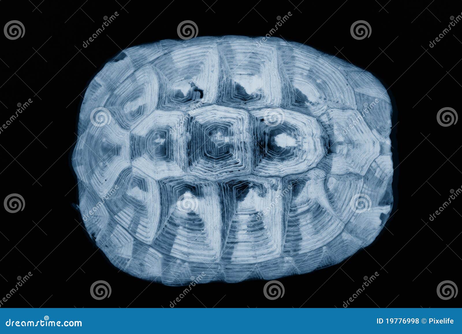 Turtle Shell And Pottery Vessels, Kichwa Community Of Sani Isla In The ...