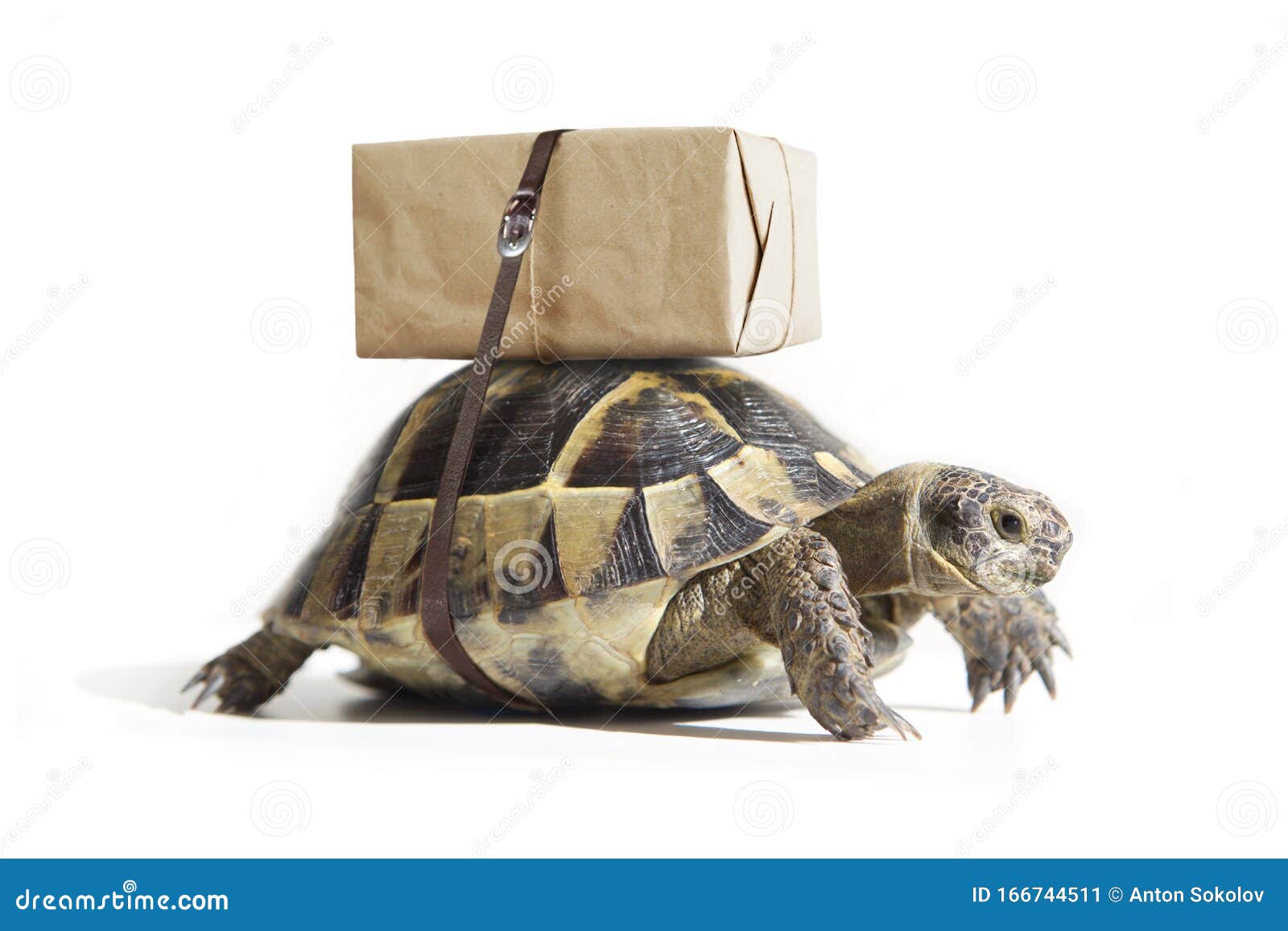 Turtle Carrying Package Stock Photos - Free & Royalty-Free Stock Photos ...