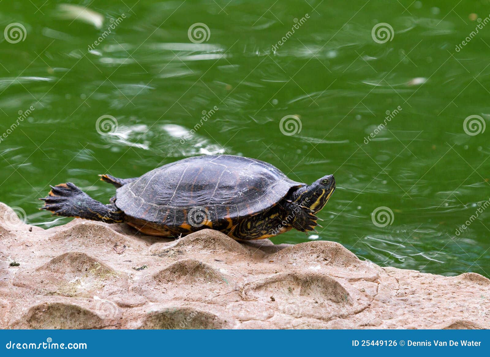 Turtle on the shore stock photo. Image of shell, cryptodires - 25449126
