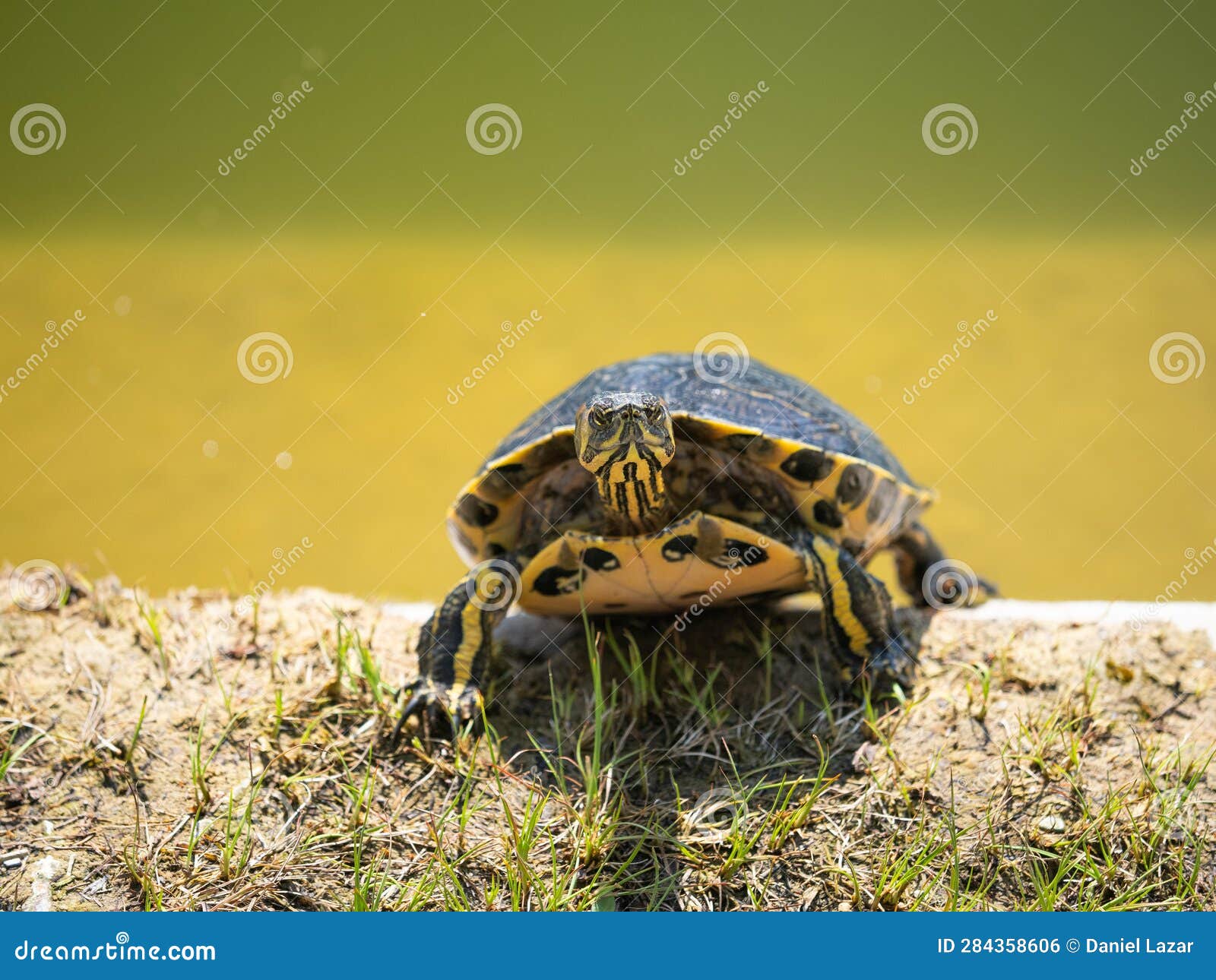 The Turtle on the Shore of the Lake Stock Photo - Image of reptile ...
