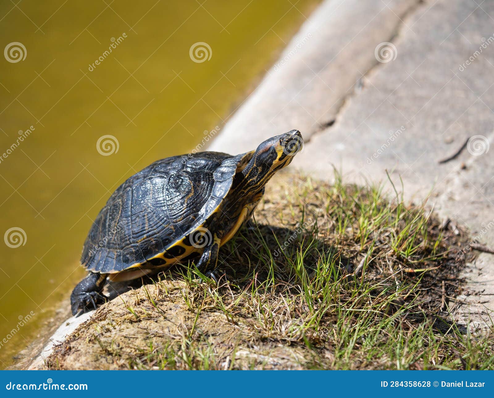 Turtle on the Shore of the Lake Stock Photo - Image of snake, crocodile ...