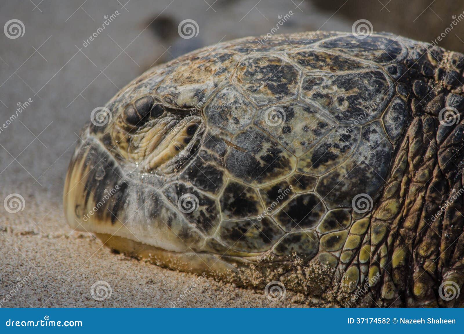 Turtle on the Shore stock photo. Image of shore, sand - 37174582
