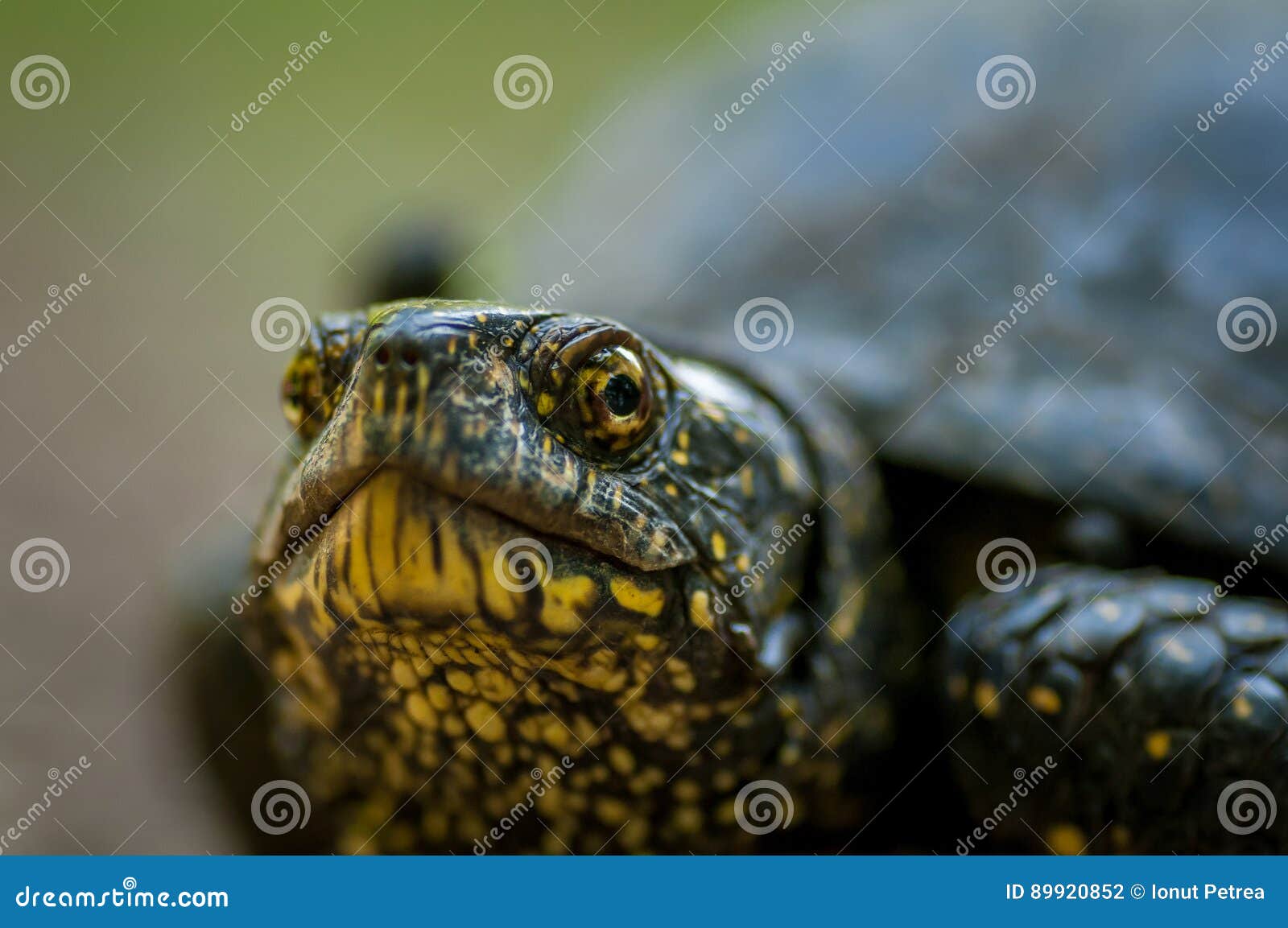 Turtle Shot in Natural Environment Stock Photo - Image of shell ...