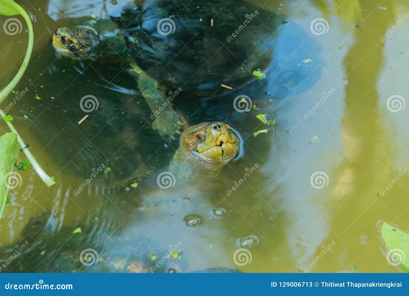 The Turtle is Showing it`s Face Above the Water. Stock Image - Image of ...