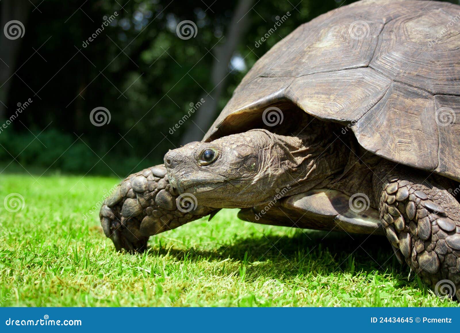 Turtle Side stock image. Image of brown, protection, looking - 24434645