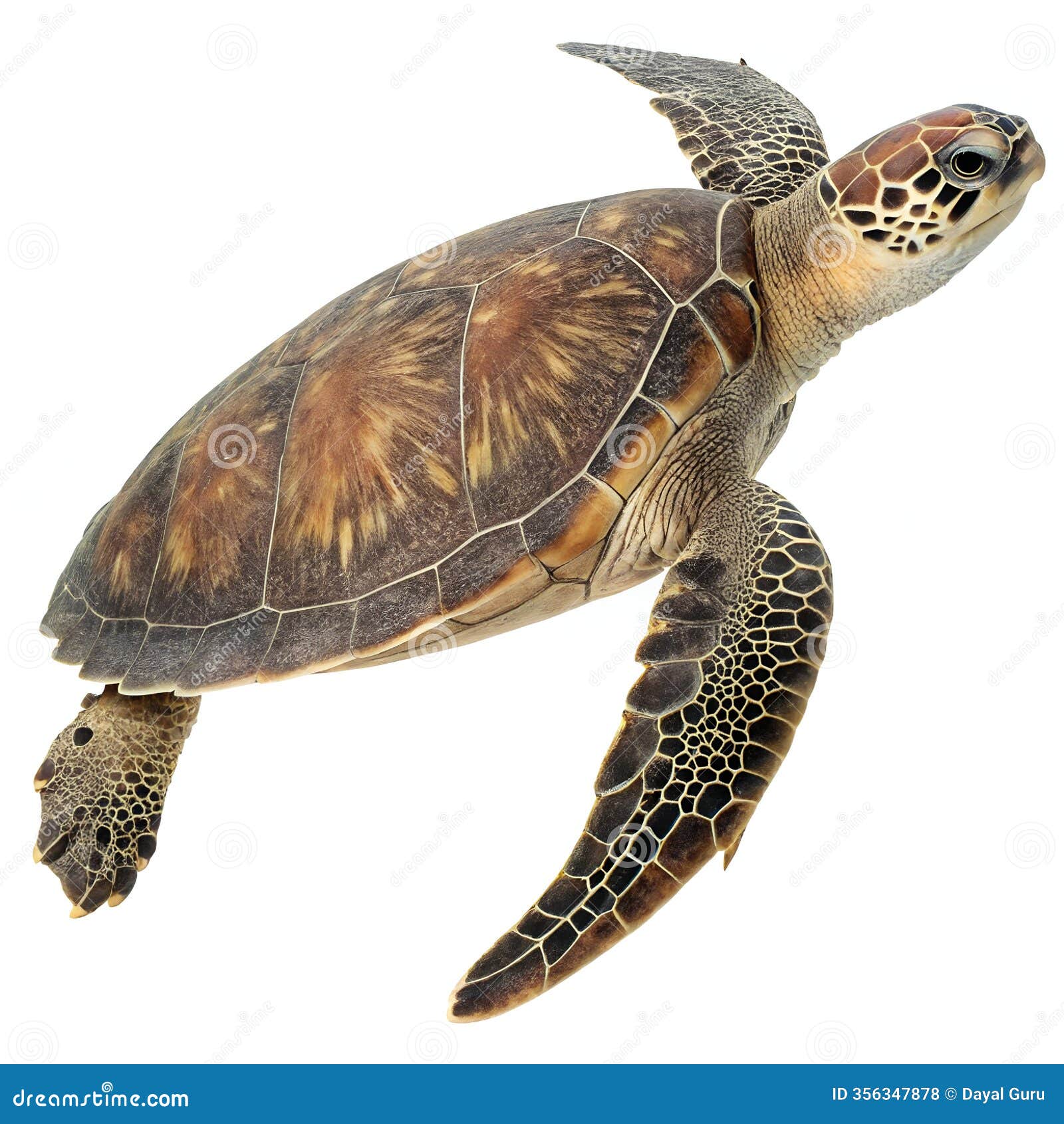 Turtle Side Icon Cartoon Vector | CartoonDealer.com #361759039