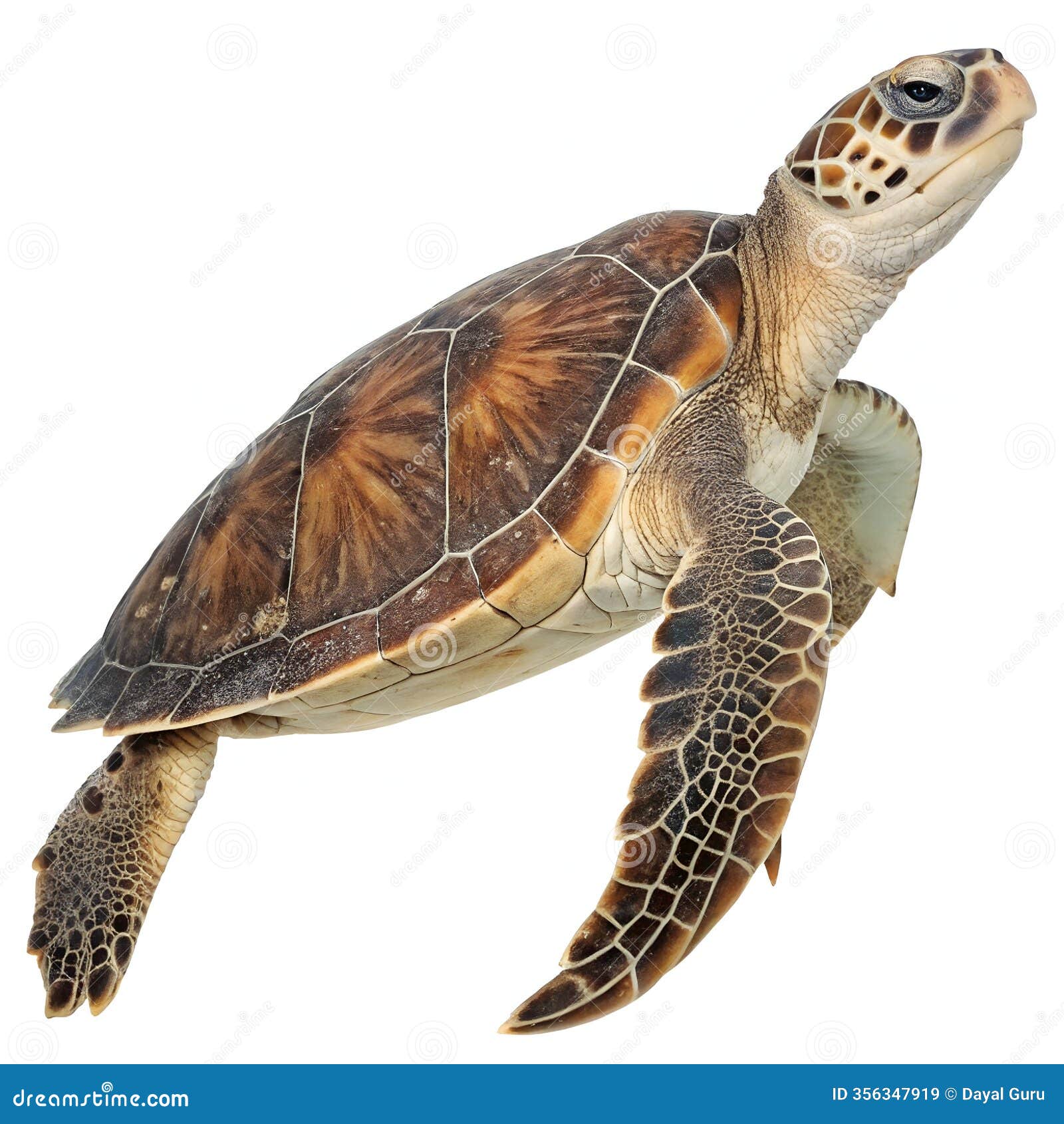 Turtle Side Icon Cartoon Vector | CartoonDealer.com #361759039