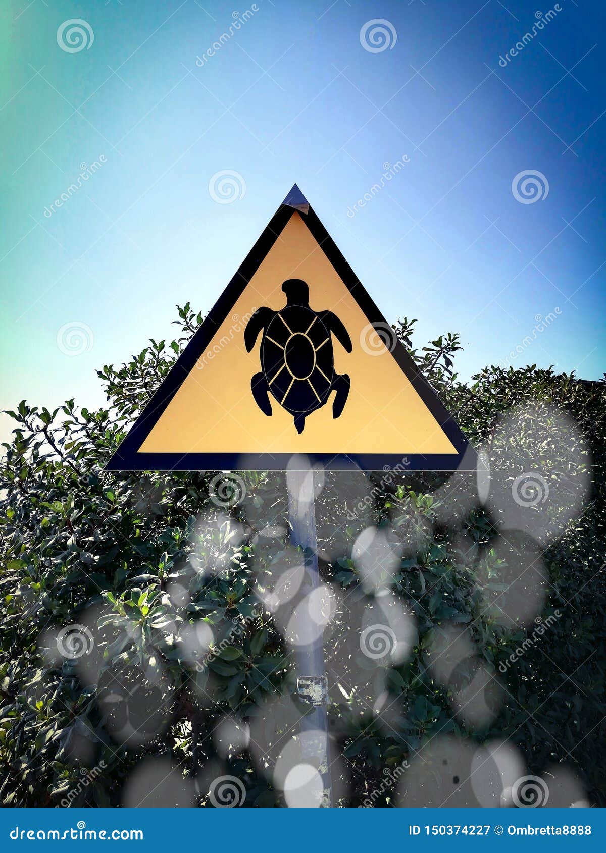 Warning Sign Turtle Eggs, Do Not Step on Them Stock Image - Image of ...