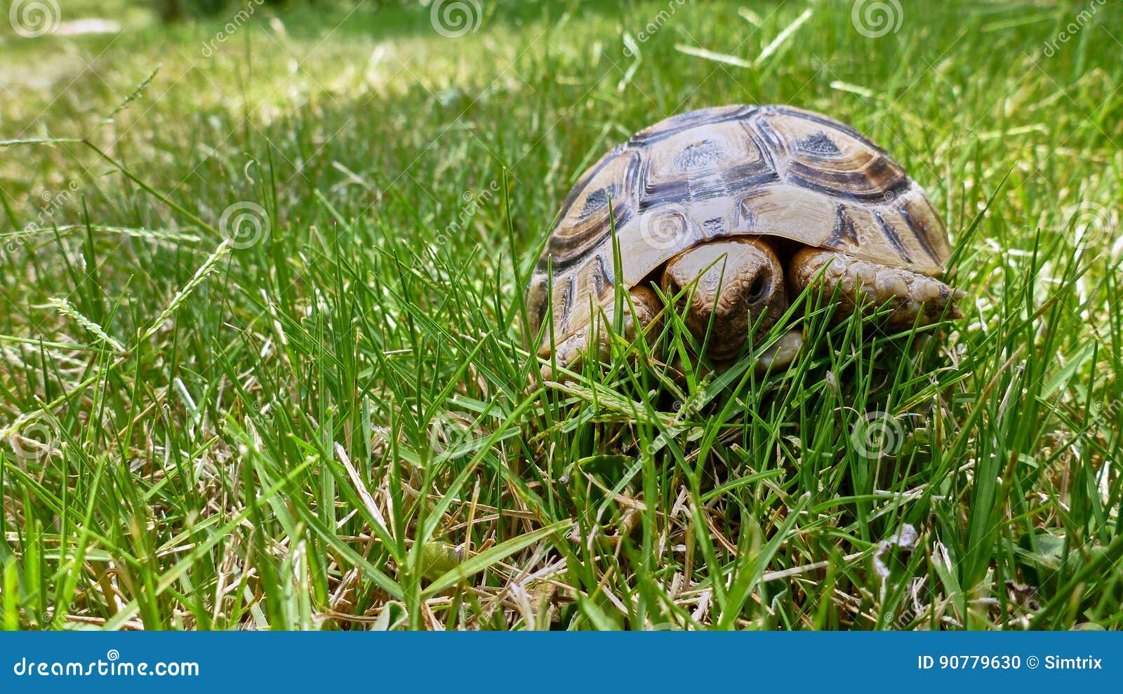 One Turtle Sits On A Stone Stock Image | CartoonDealer.com #104273659