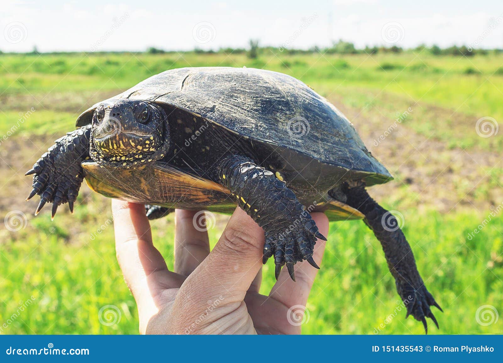 The Turtle Sits in His Hand Stock Image - Image of armor, reptile ...