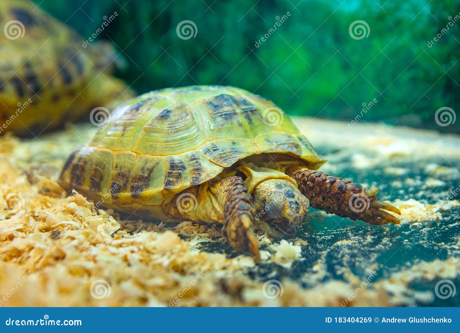 Turtle Sitting in an Aquarium, a Large Turtle Stock Image - Image of ...