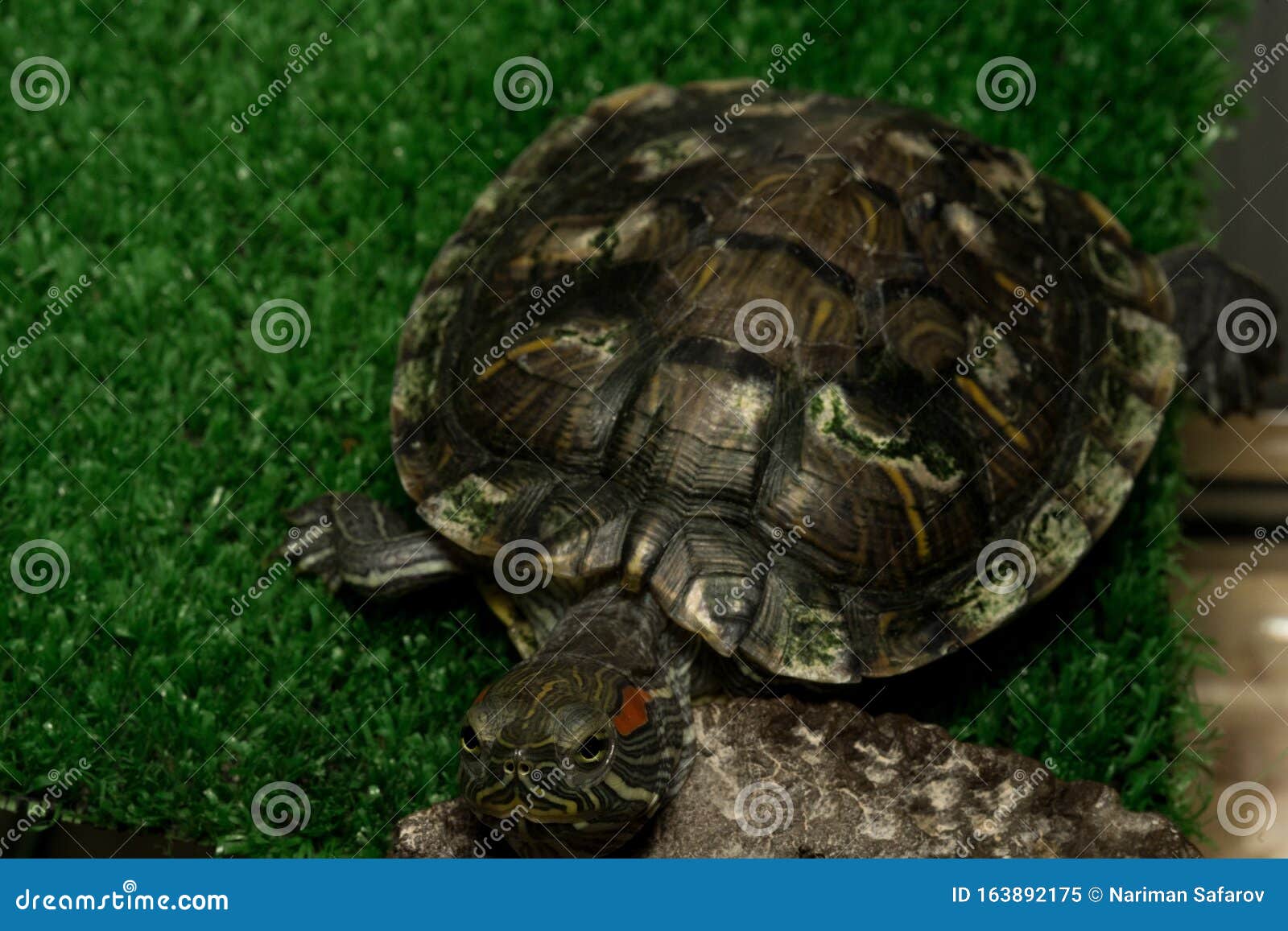 Turtle Sitting on Artificial Grass Stock Image - Image of ears ...