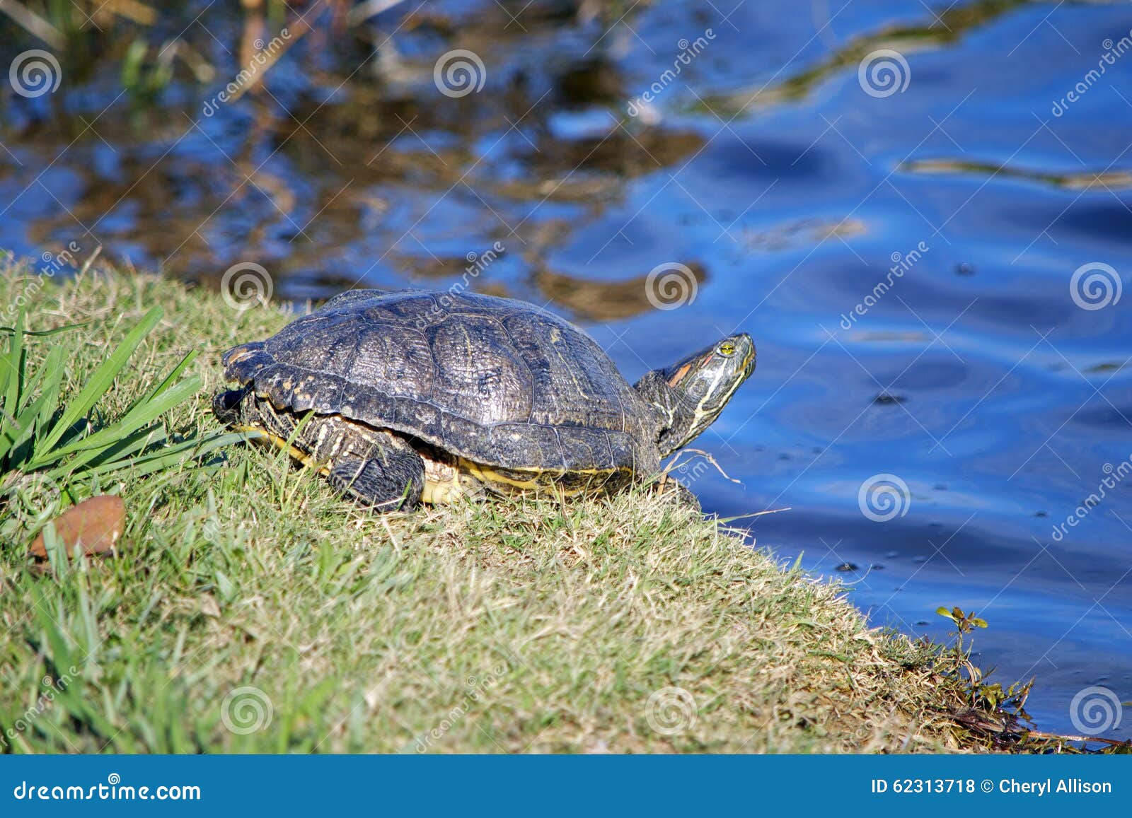 Turtle sitting by Lake stock photo. Image of sunning - 62313718