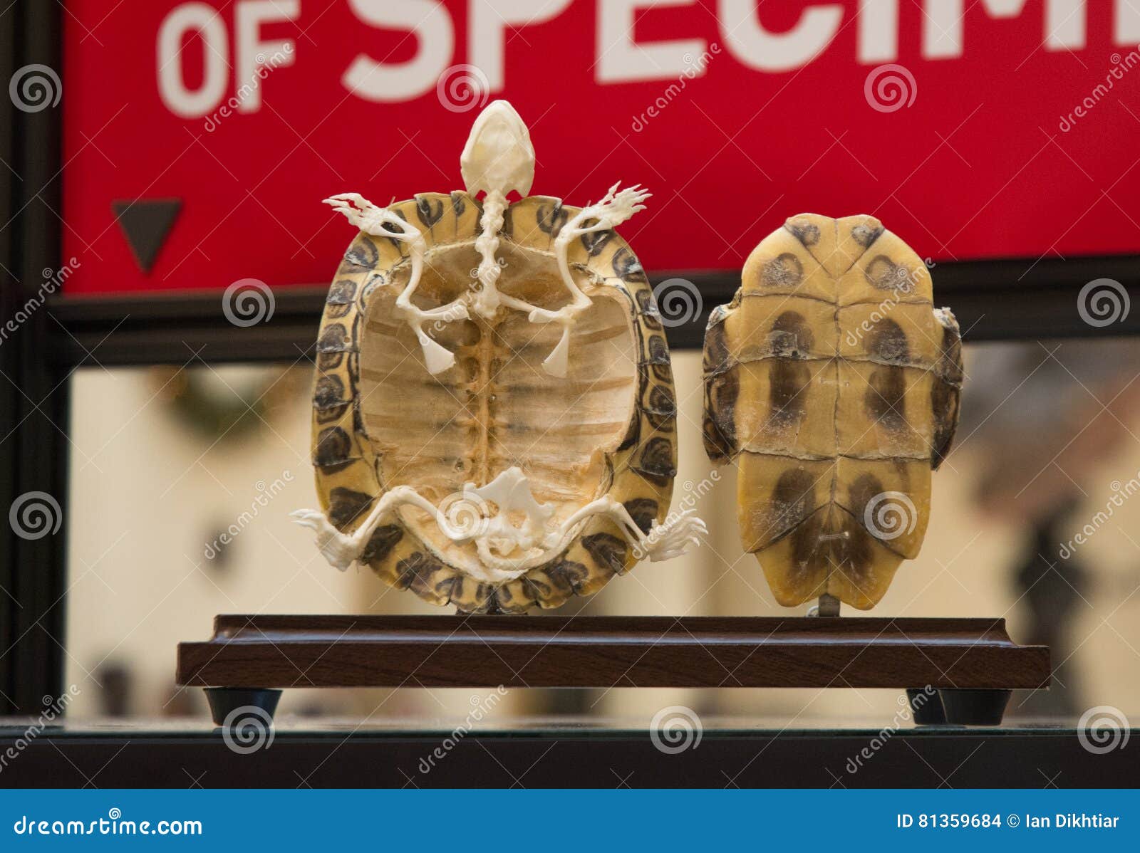 Skeleton Of Sea Turtle Royalty-Free Stock Photo | CartoonDealer.com ...