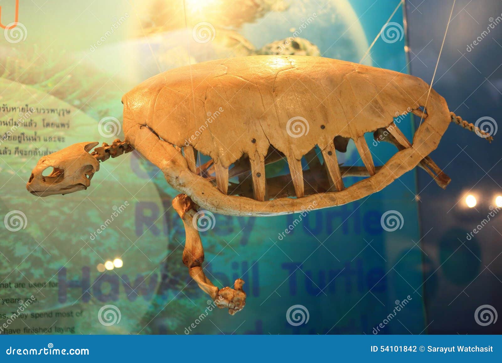 Skeleton Of Sea Turtle Royalty-Free Stock Photo | CartoonDealer.com ...