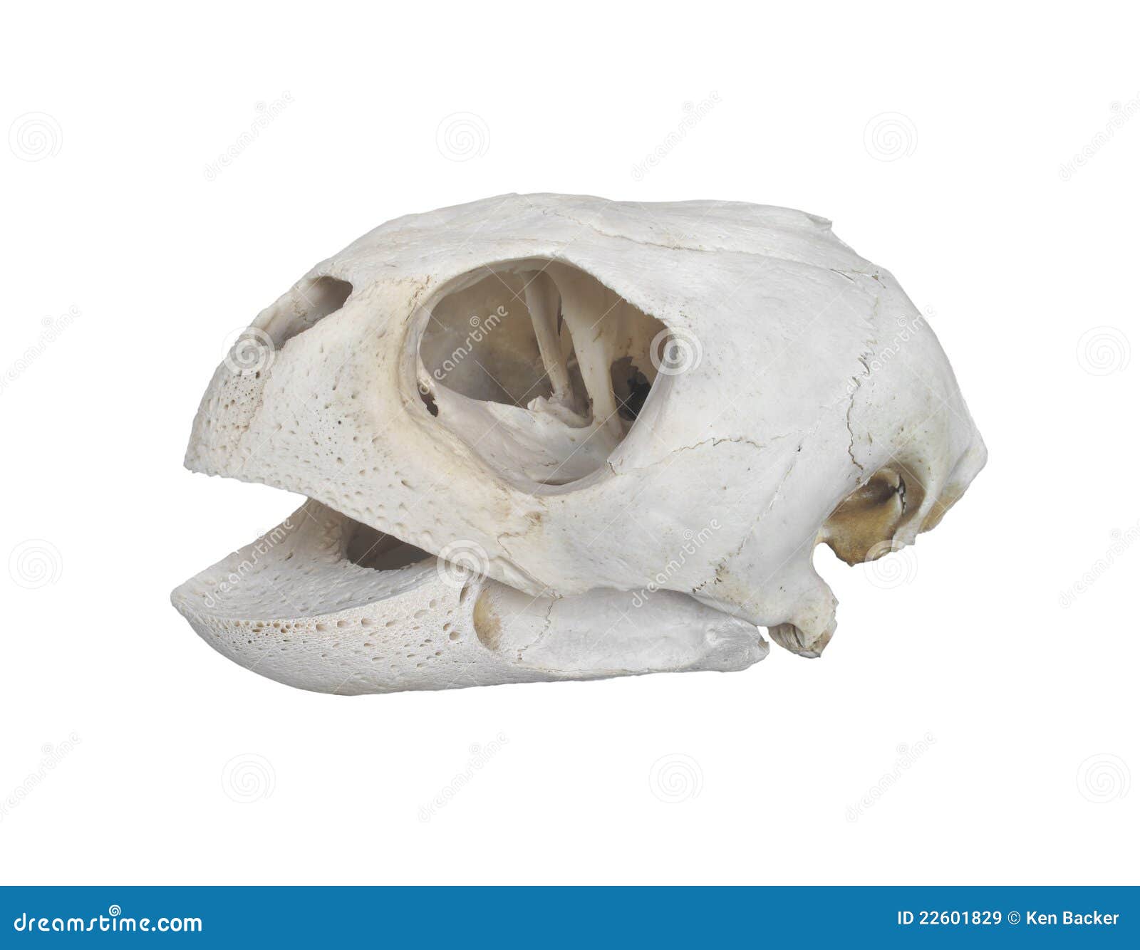 Turtle skull isolated stock image. Image of nature, tortoise - 22601829