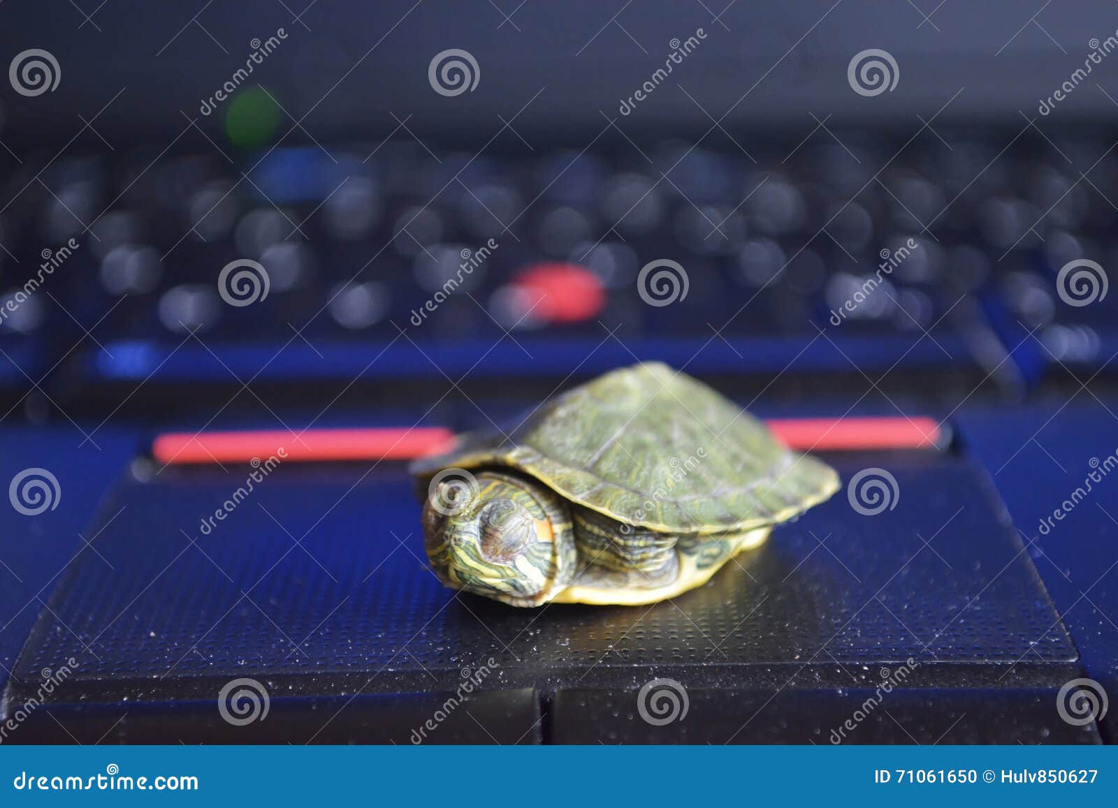 Turtle sleep on laptop stock photo. Image of fresh, cute - 71061650 Turtle sleep on laptop stock photo. Image of fresh, cute - 71061650