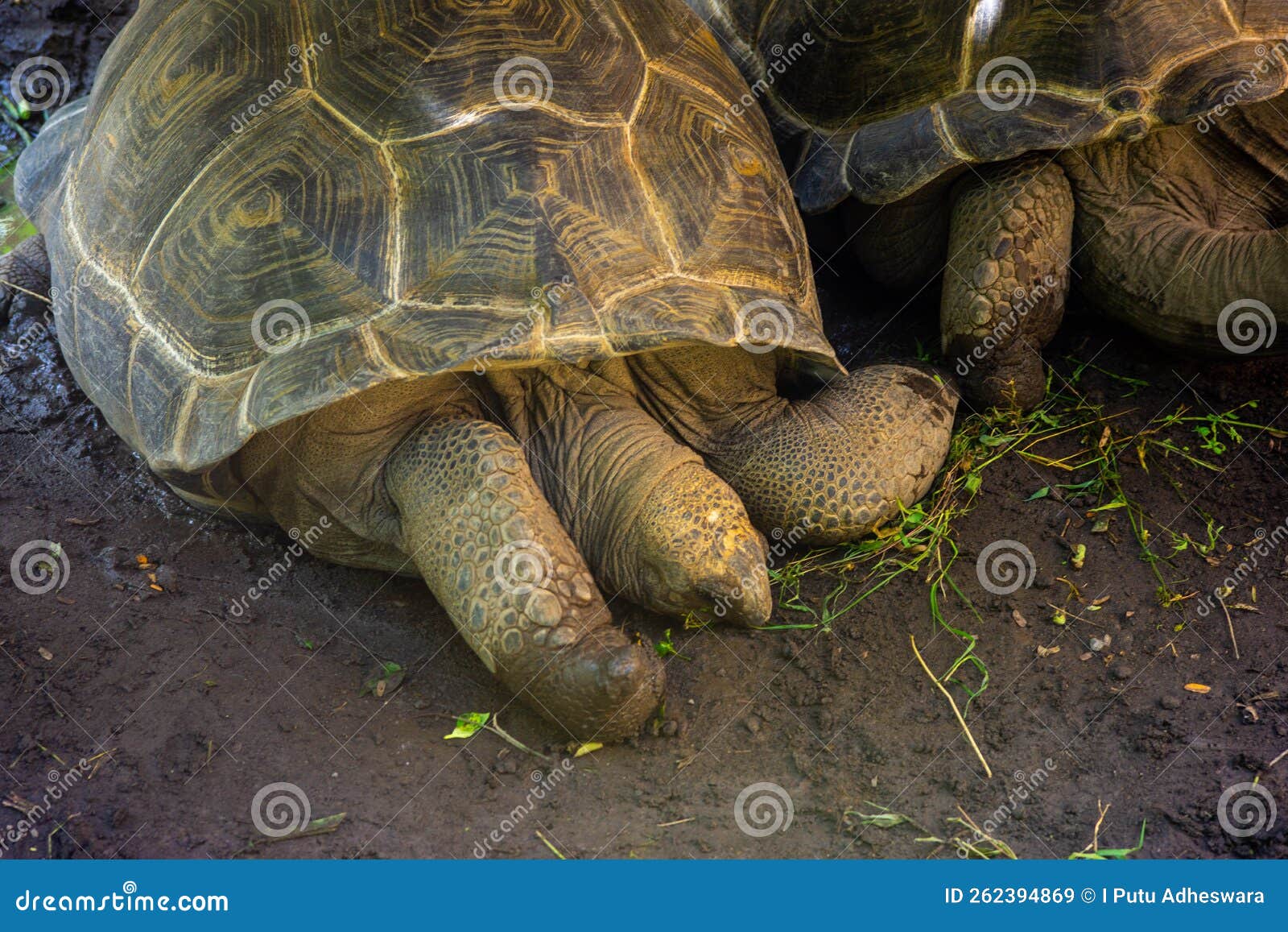 Turtle is Sleeping in the Cage Stock Image - Image of turtles, wildlife ...