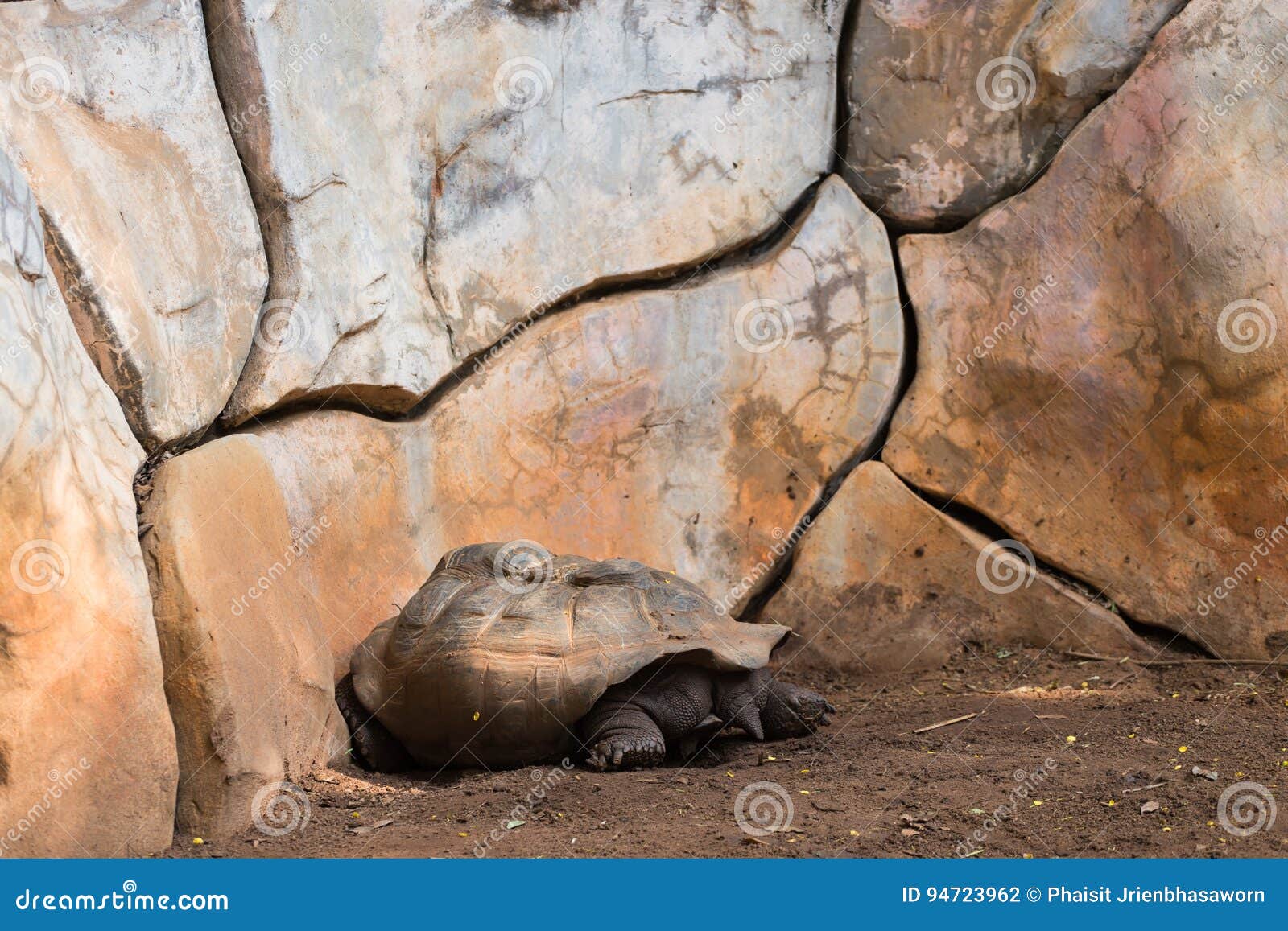 Turtle is sleeping stock photo. Image of wildlife, white - 94723962