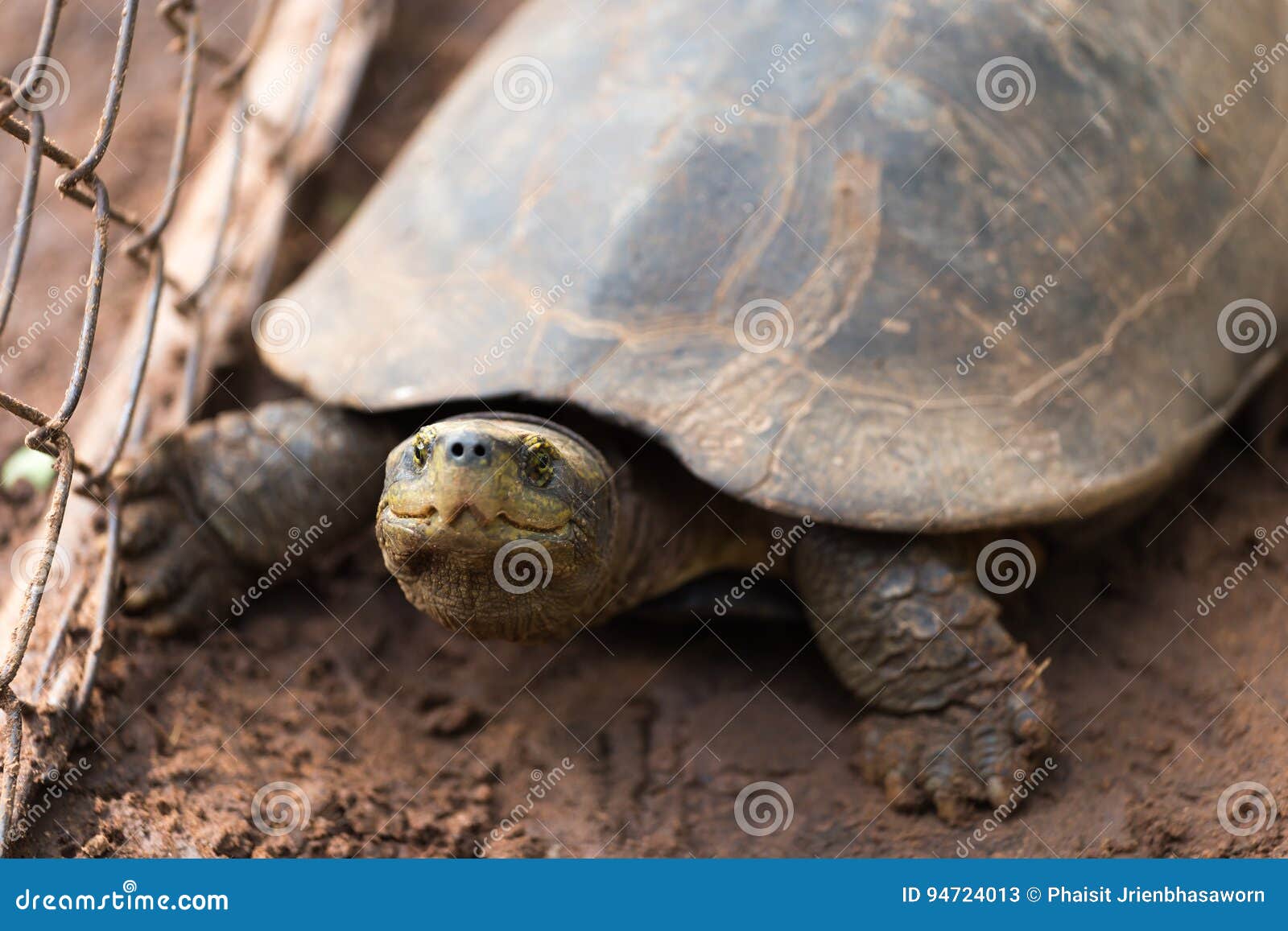 Turtle is sleeping stock image. Image of hawaii, sleeping - 94724013