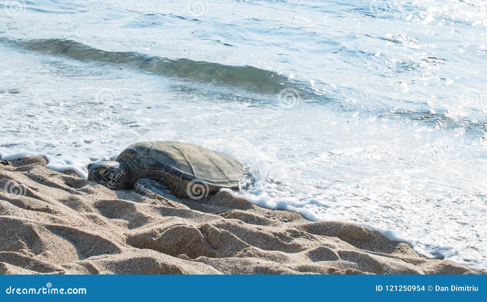 Turtle sleeping stock photo. Image of wildlife, michigan - 121250954