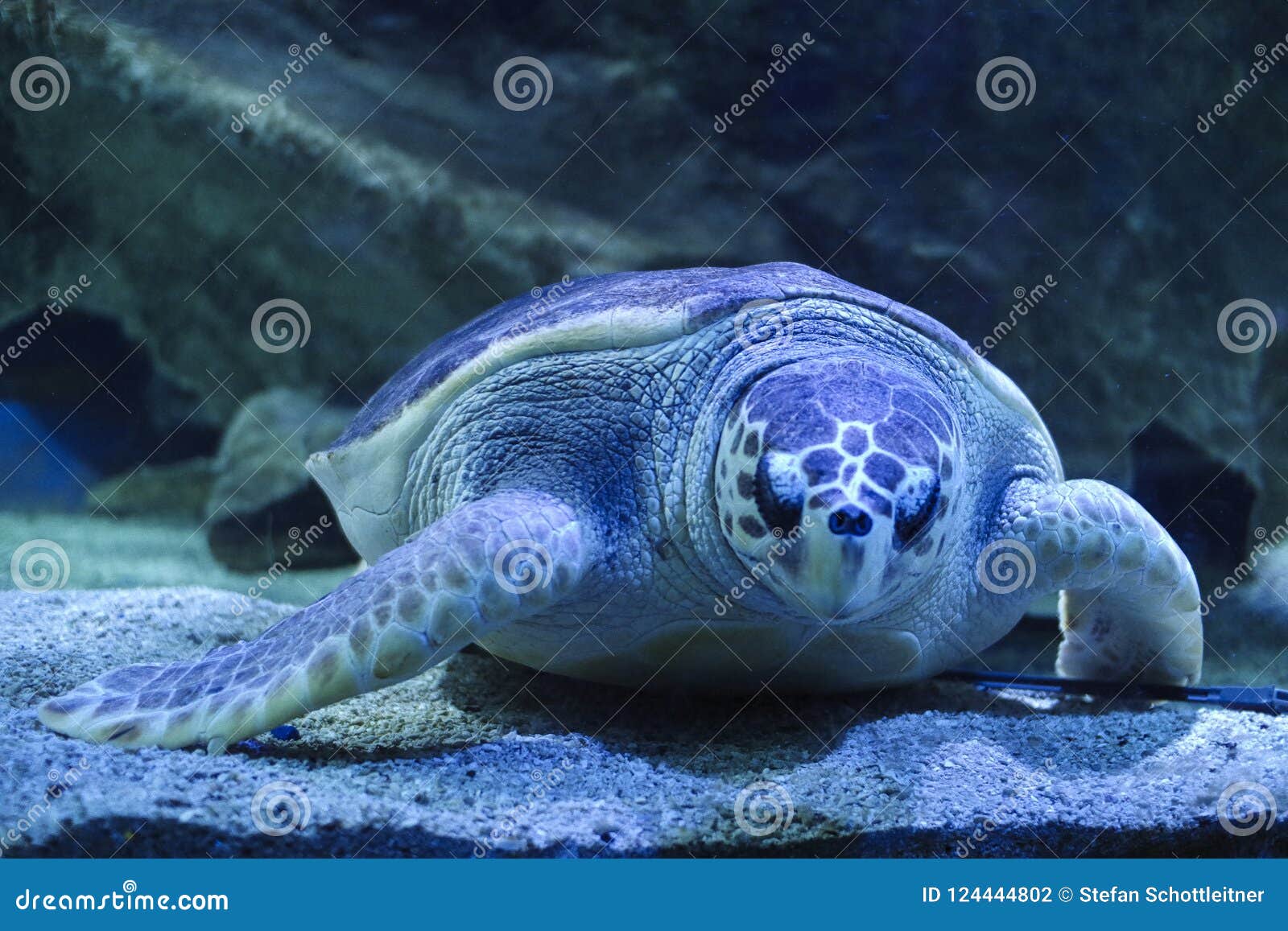 A Turtle is Sleeping Underwater Stock Photo - Image of hiding, children ...