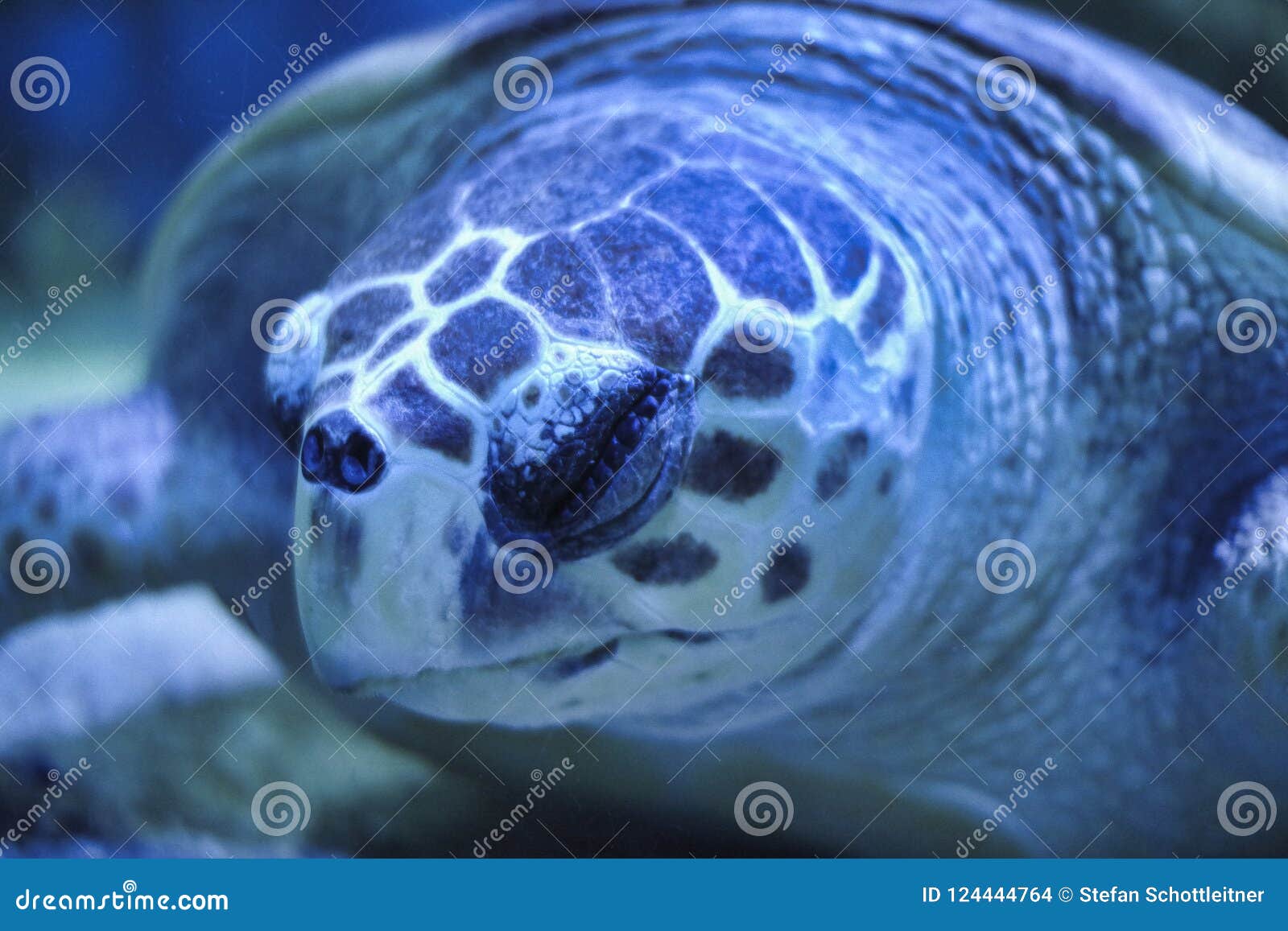 A Turtle is Sleeping Underwater Stock Photo - Image of design, beach ...