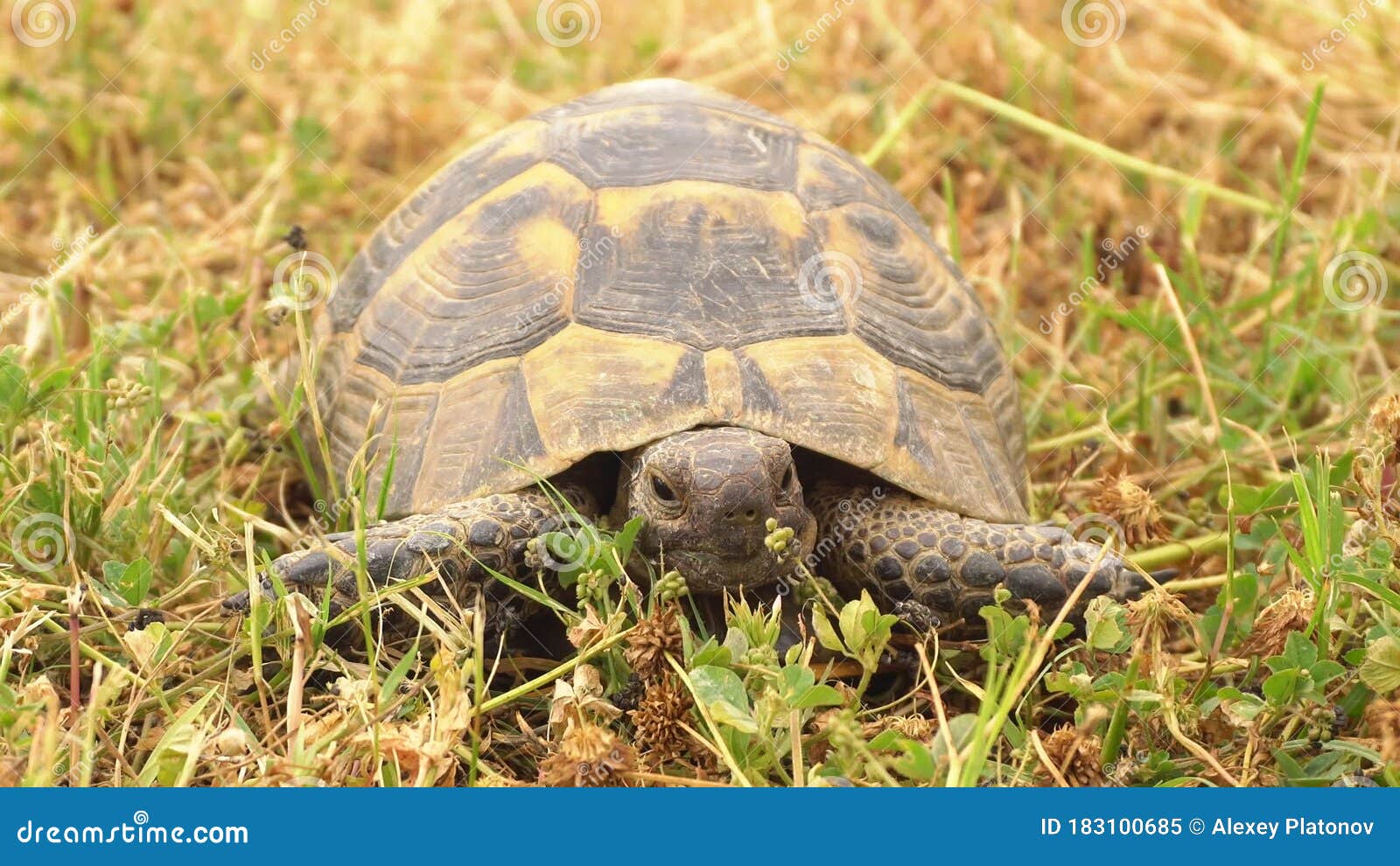 Turtle Slowly Moving through the Scene on Green Grass Stock Video ...