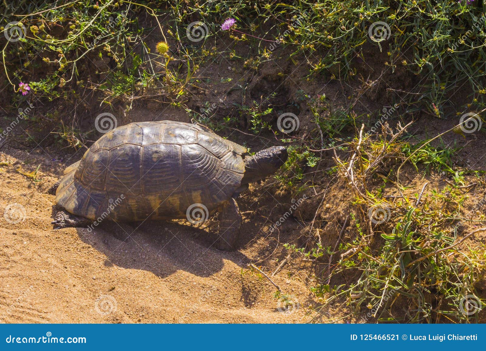 Turtle between River and Sea Stock Image - Image of reptiles, animals ...