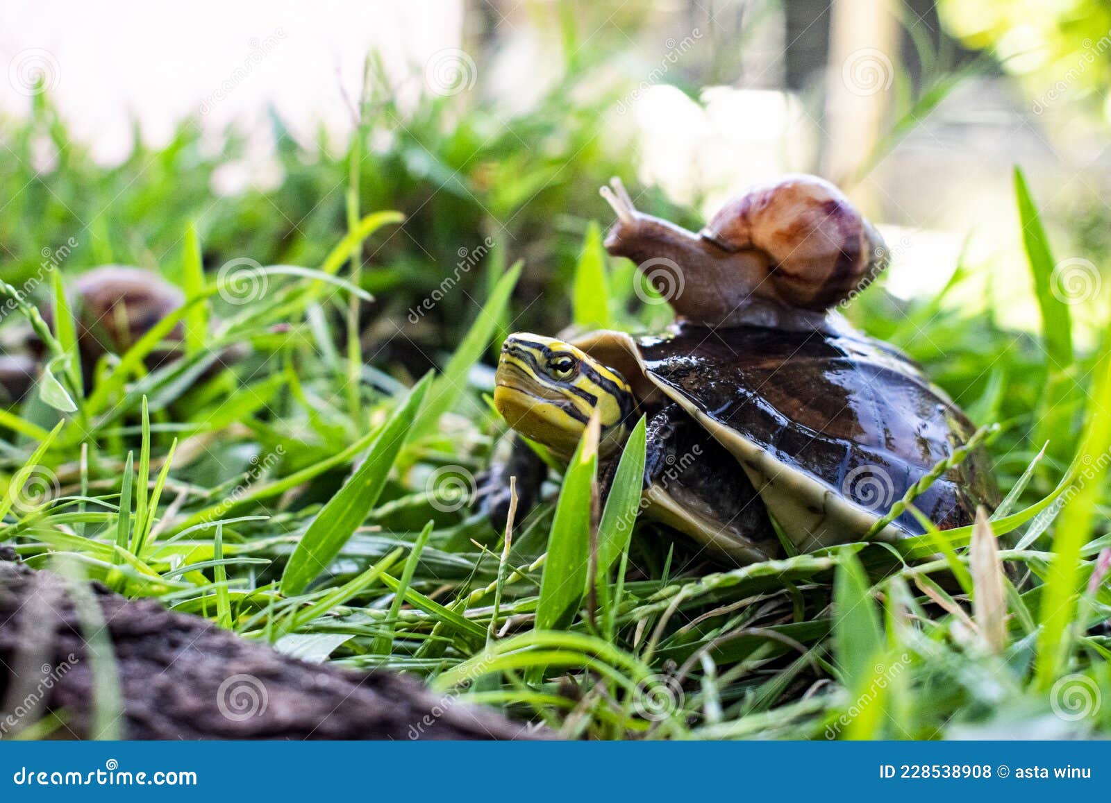 A Turtle with a Slug on Its Back, they are Friends Stock Photo - Image ...