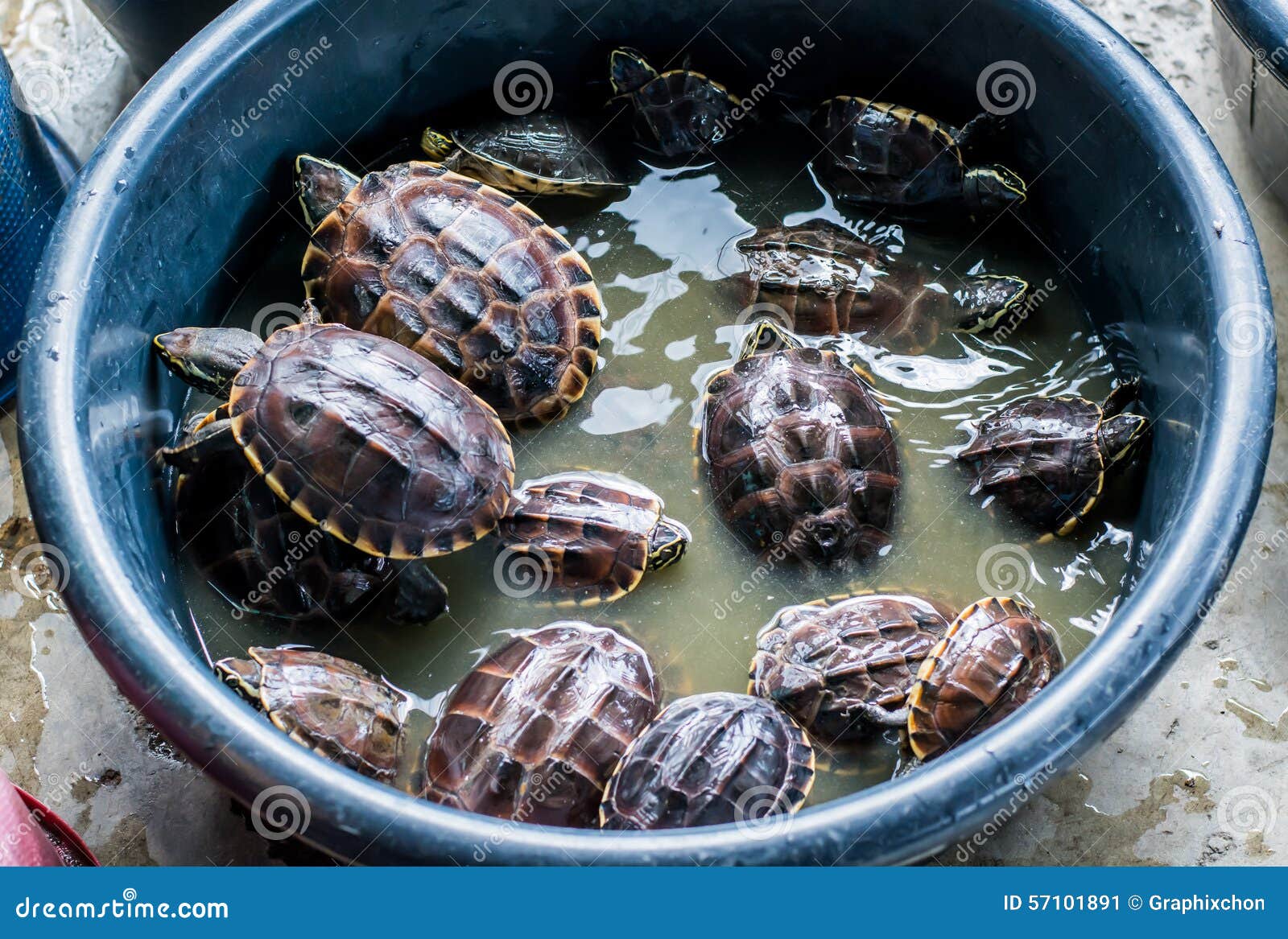 285 Floating Tortoise Photos - Free & Royalty-Free Stock Photos from ...