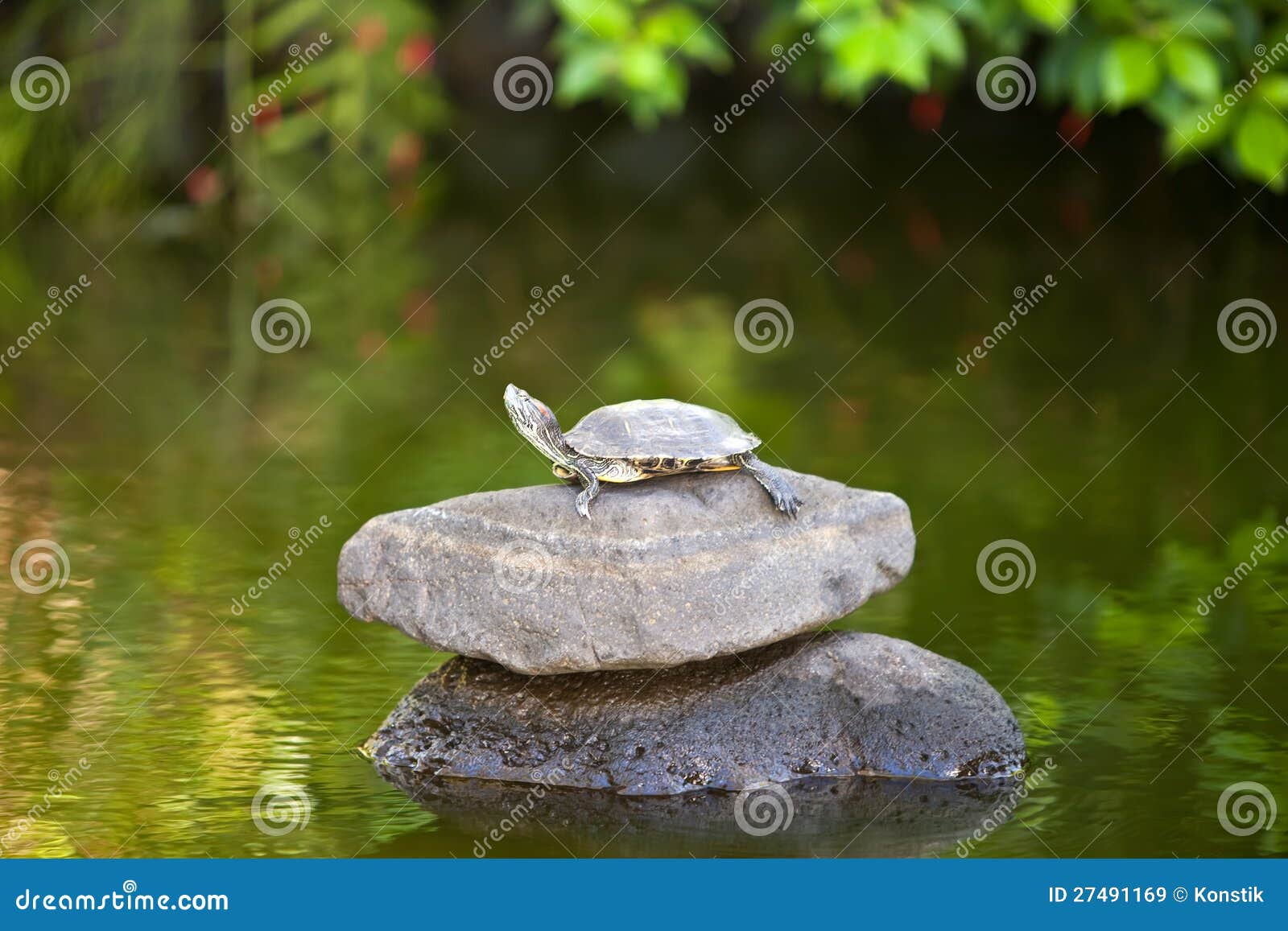 Turtle small on a stone stock image. Image of pond, park - 27491169