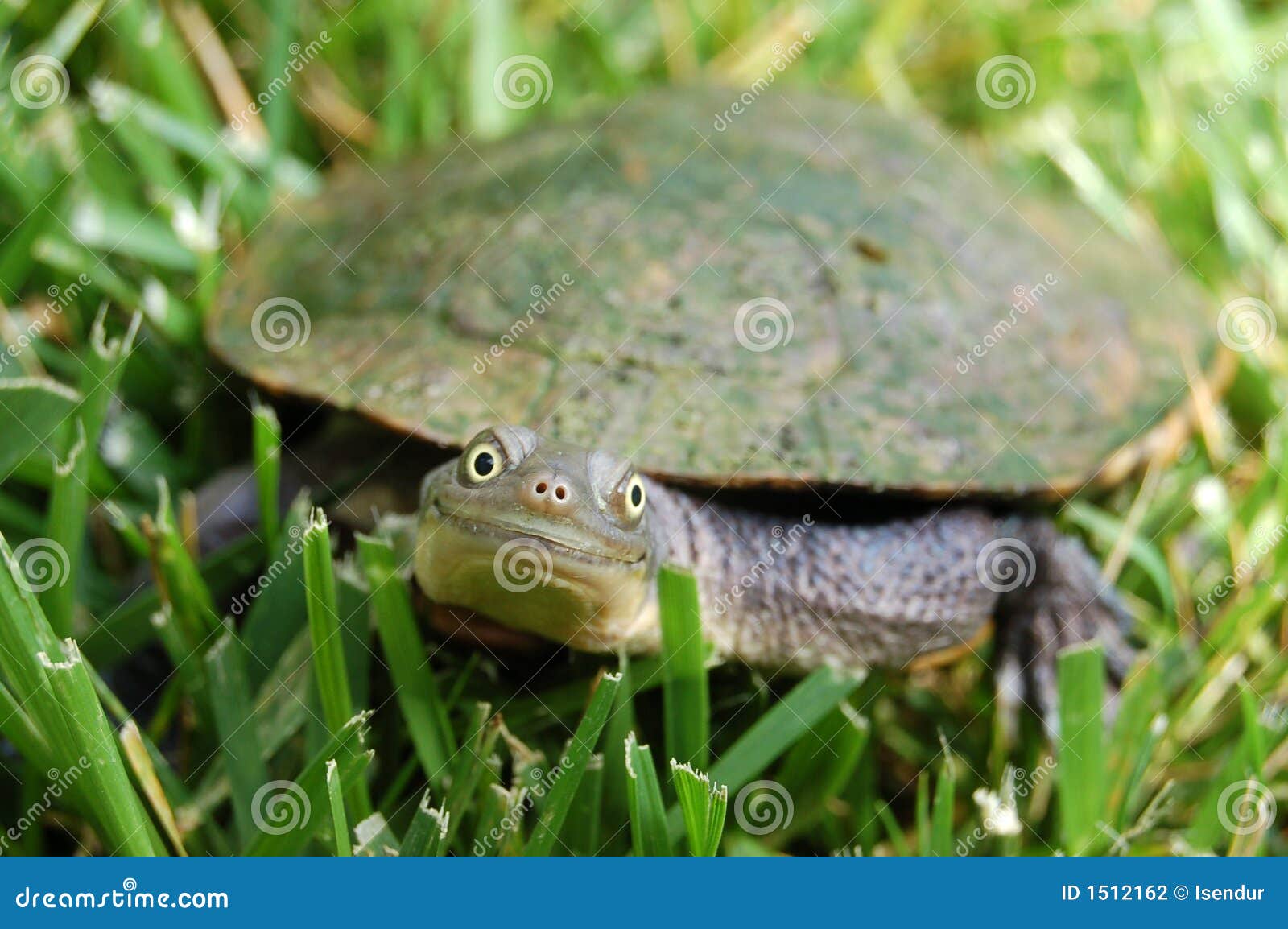 Turtle Smiling stock photo. Image of reptile, search, animal - 1512162