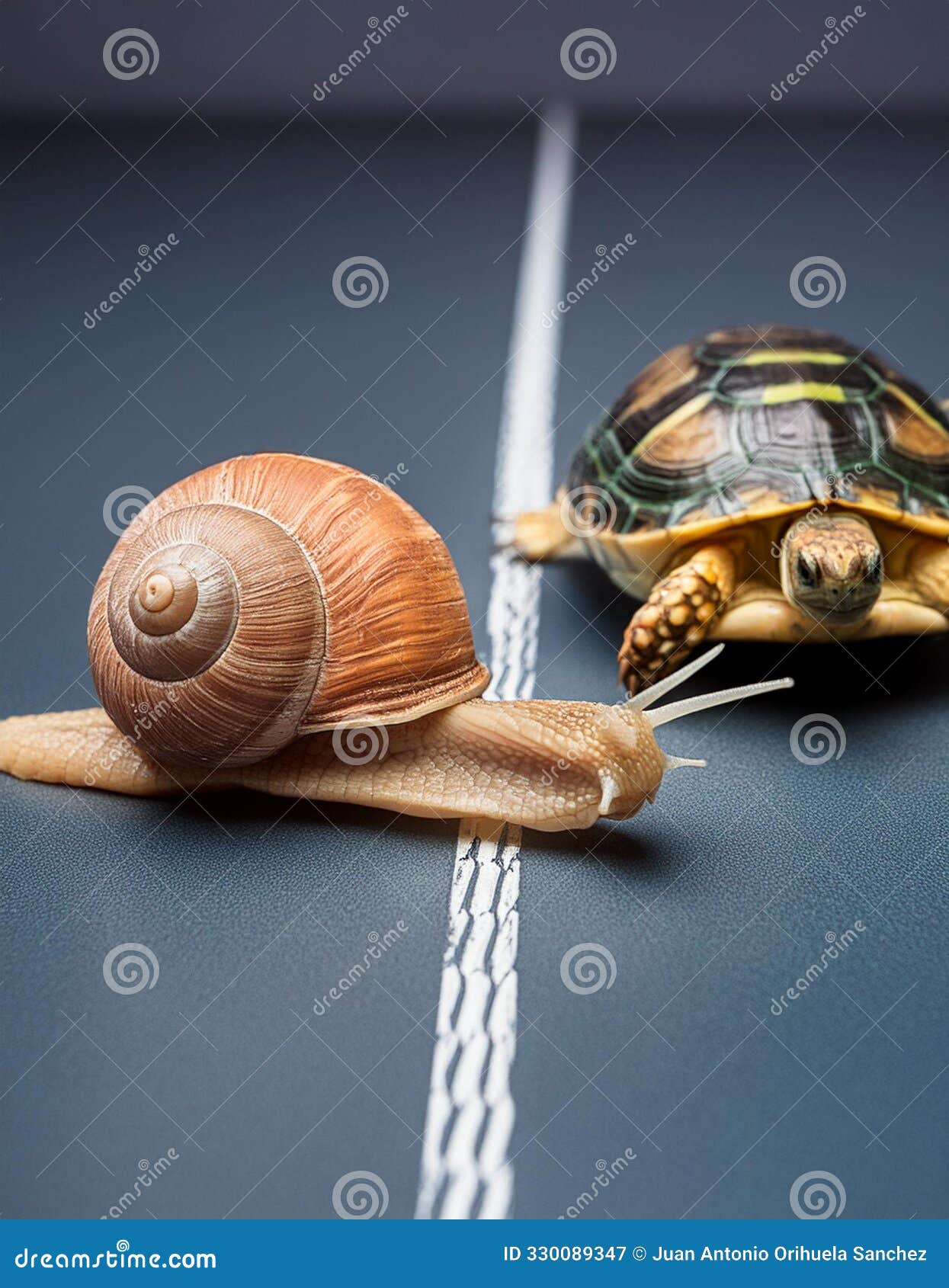 A Turtle and a Snail are about To Start a Race Stock Image - Image of ...