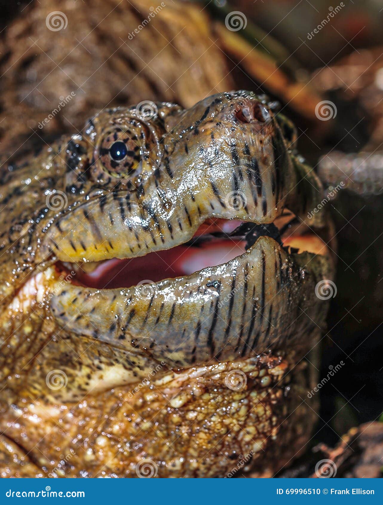 Snapping Turtle Bite