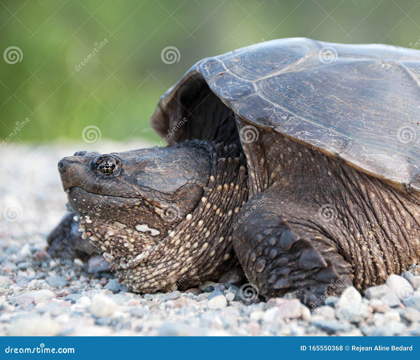 Turtle Snapping Turtle Photo. Snapping Turtle Head Close-up Profile ...