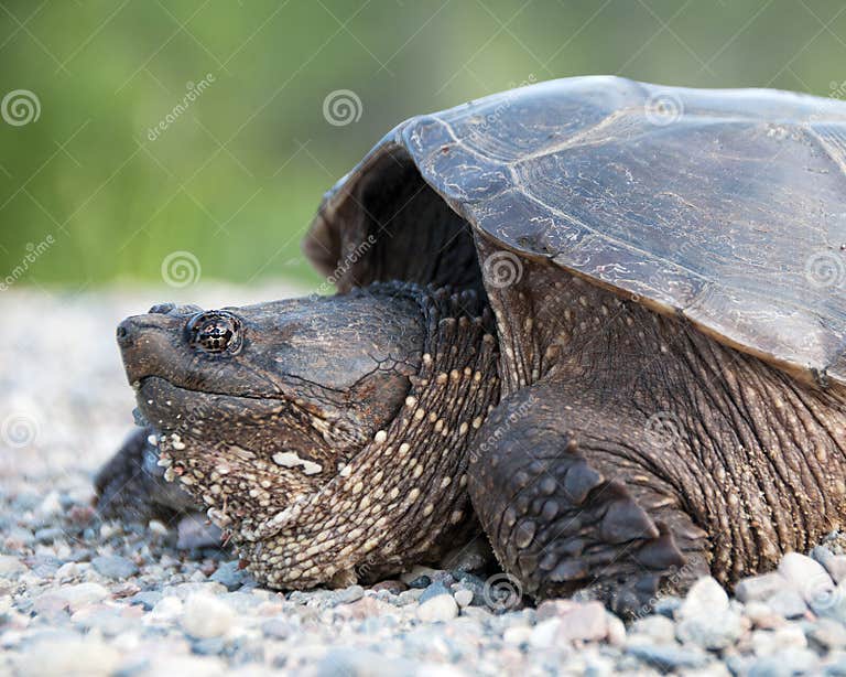 Turtle Snapping Turtle Photo. Snapping Turtle Head Close-up Profile ...