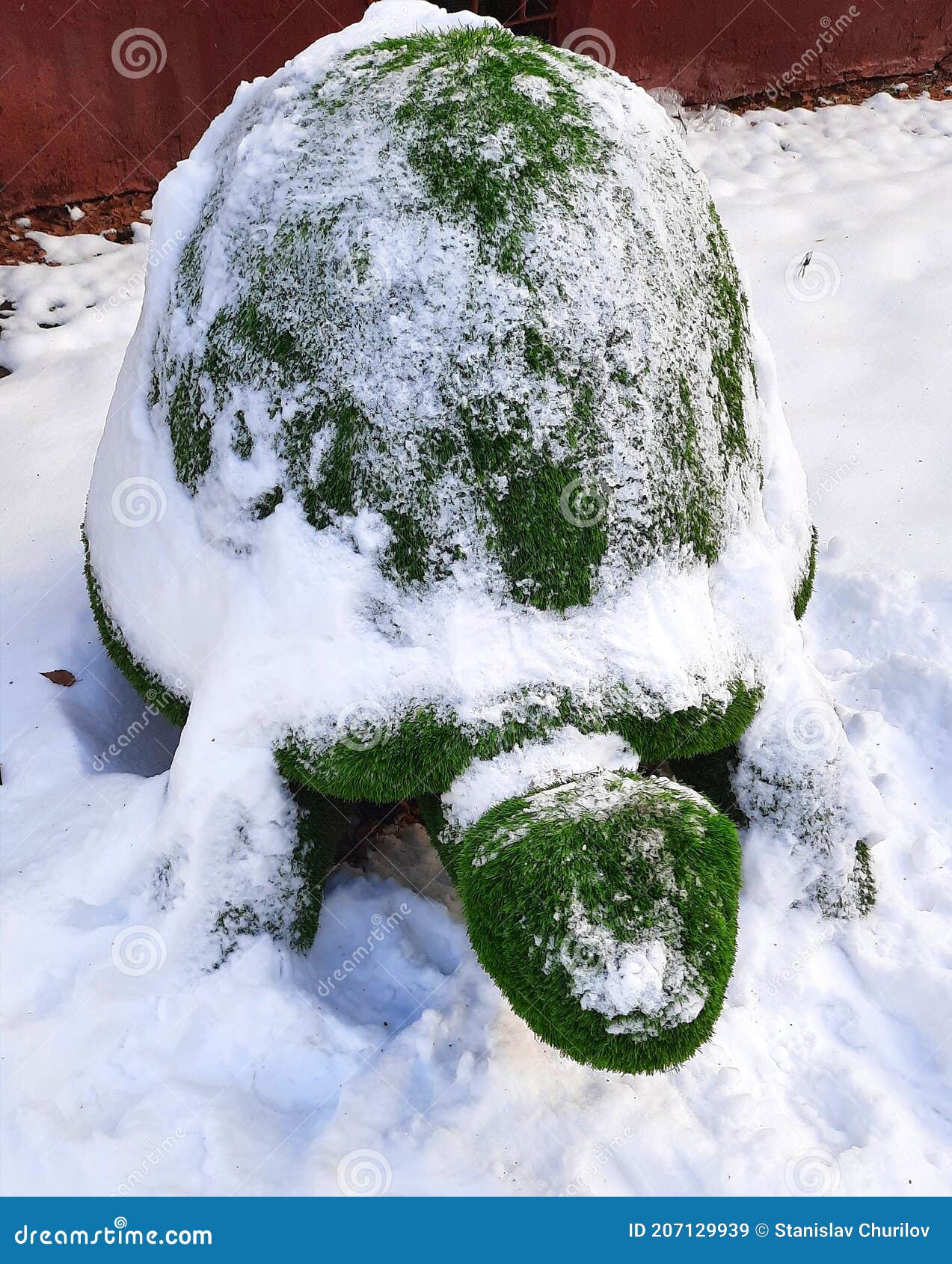 Turtle snow winter stock image. Image of plant, blizzard - 207129939