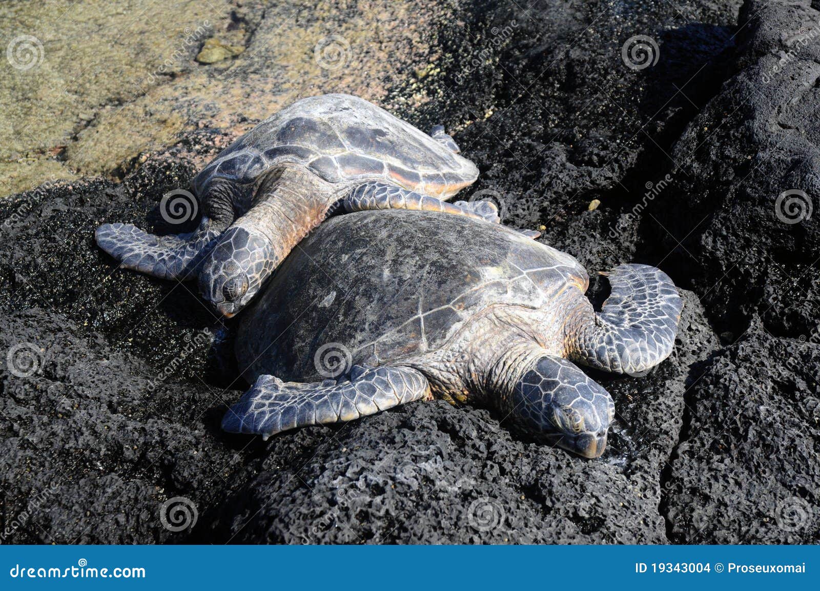 Turtle Snuggles stock photo. Image of turtle, love, black - 19343004