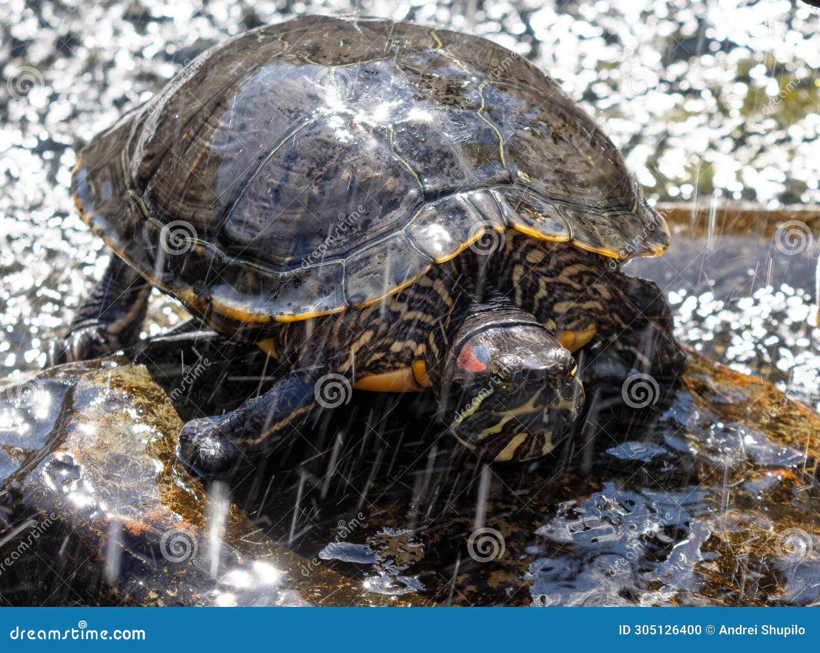 Turtle Splashing Water in the Lake Stock Photo - Image of lake, yellow ...