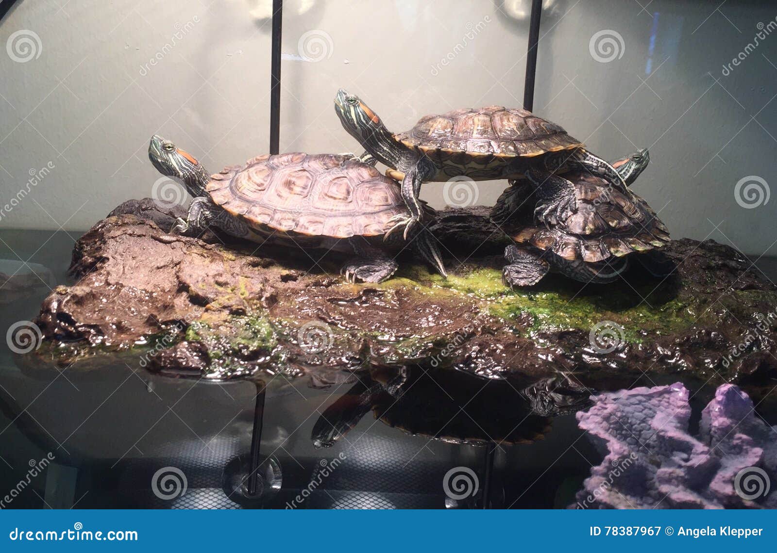 Turtle stacking stock image. Image of amphibious, shells - 78387967