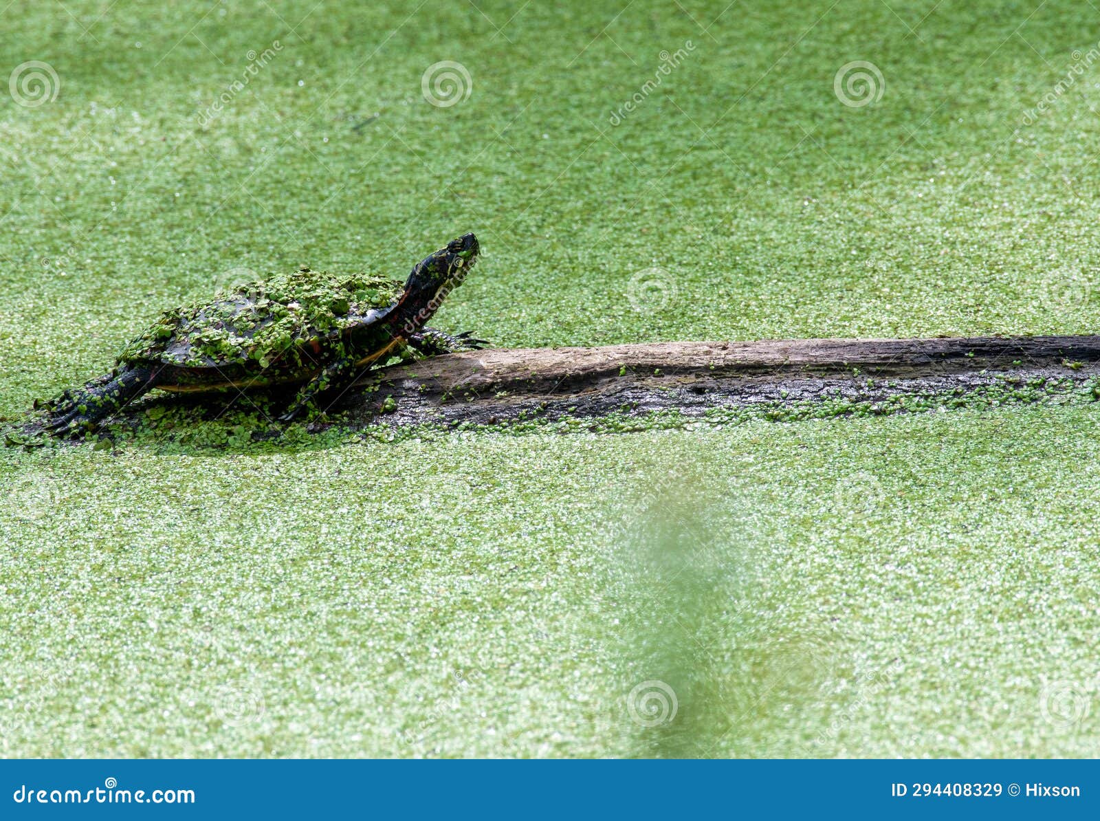 Turtle With Algae Growing On Shell Stock Photo | CartoonDealer.com ...