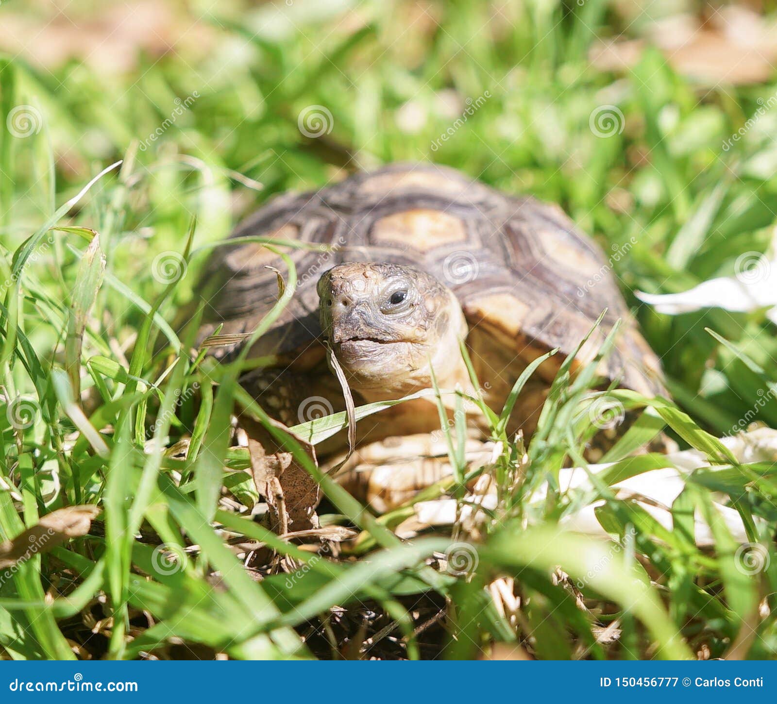 Turtle Standing On The Grass Royalty-Free Stock Photo | CartoonDealer ...